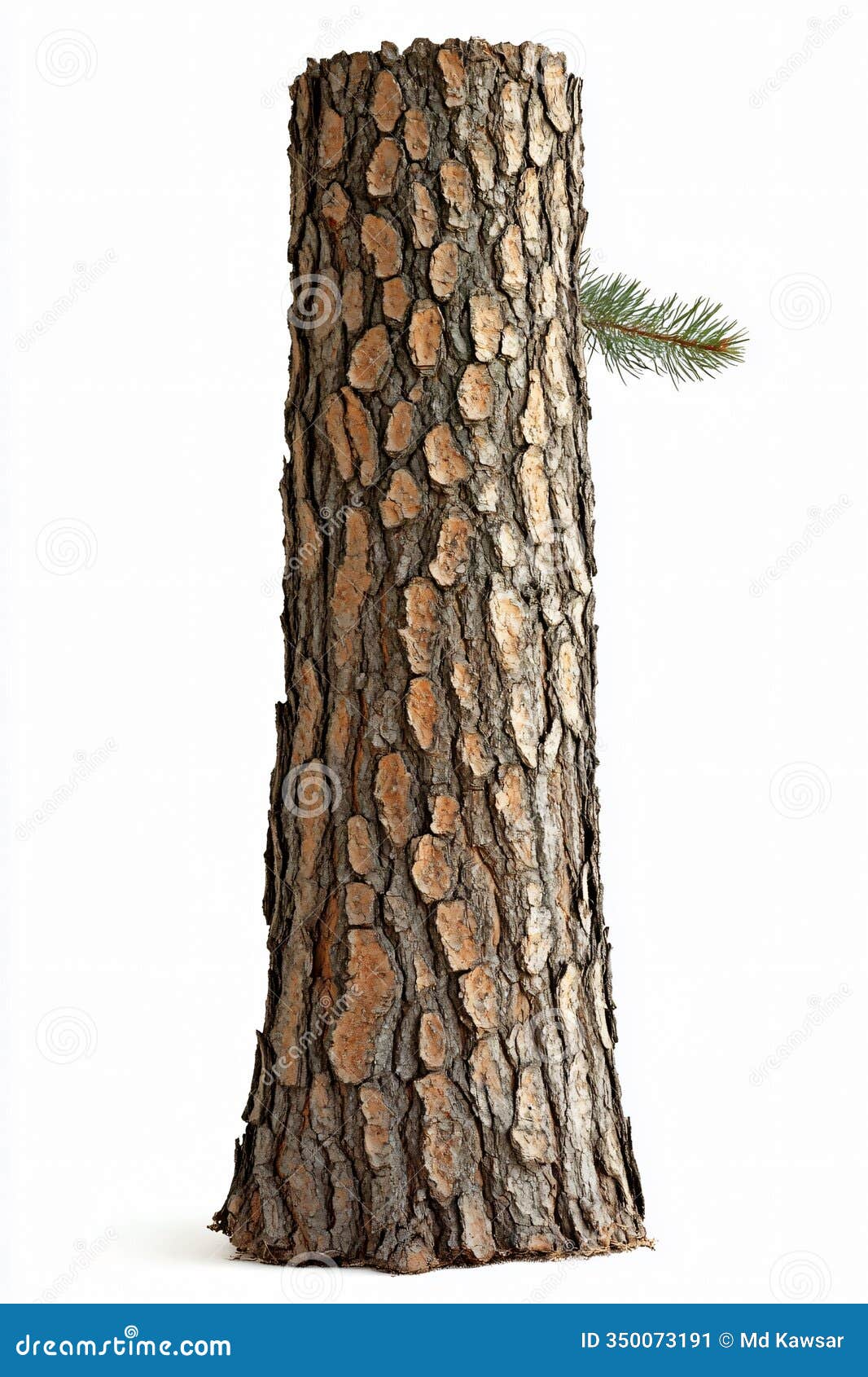 Detailed Tree Trunk Texture with Pine Branch High Quality Image Stock ...