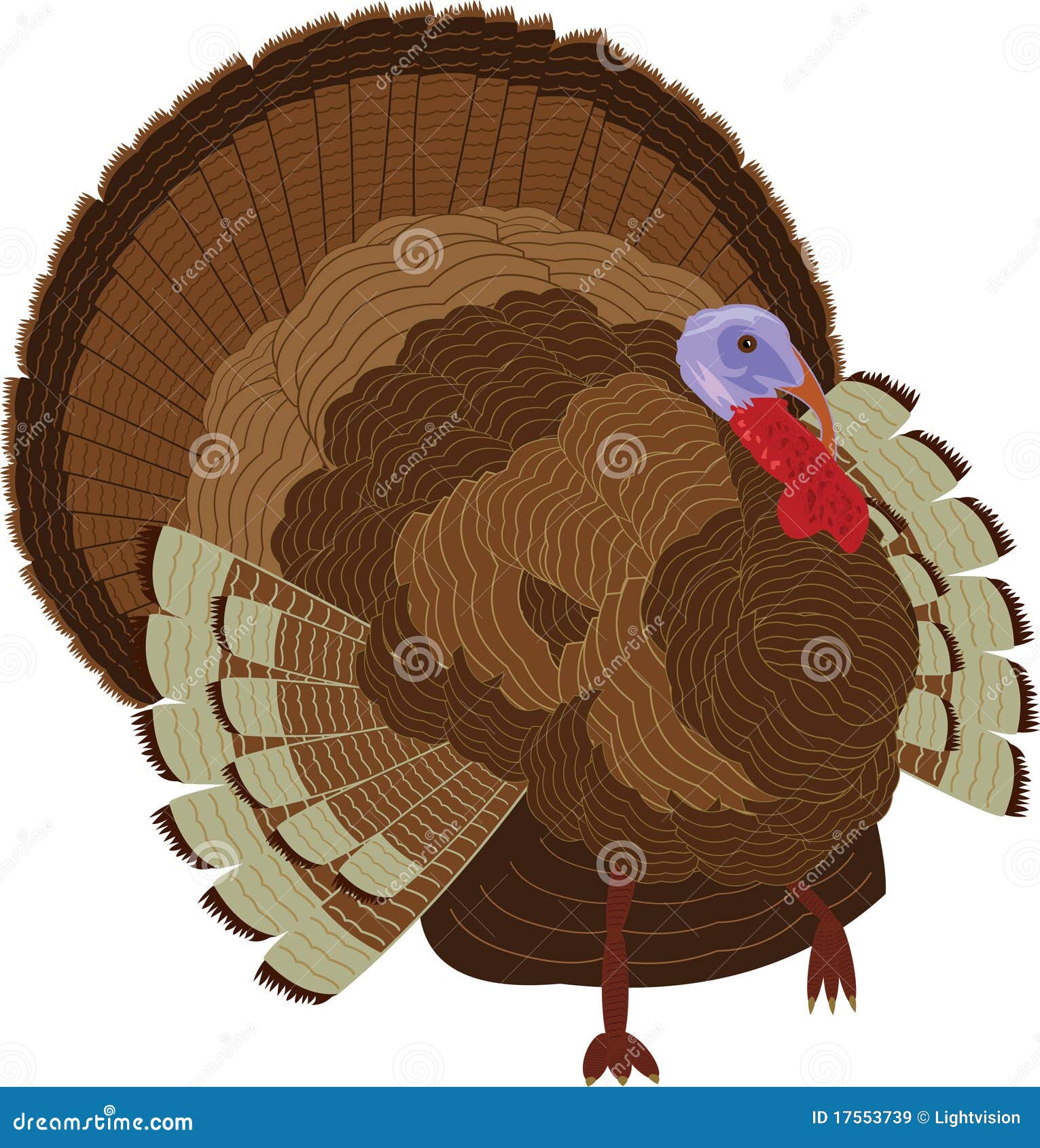 Detailed Turkey : Thanksgiving Stock Vector - Illustration of farm ...