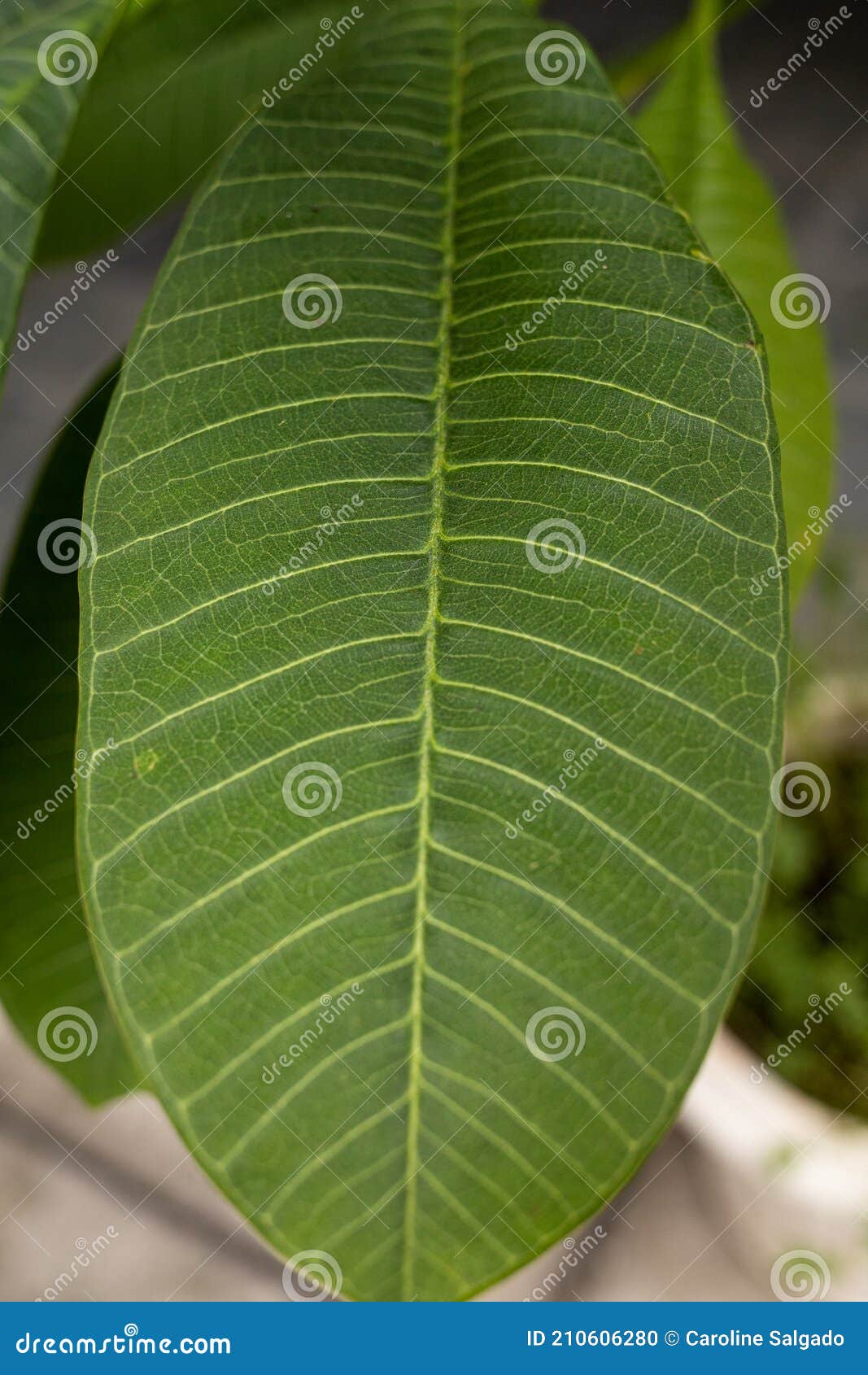 Detailed Vascular Leaf Close Up View Stock Photo - Image of organic ...