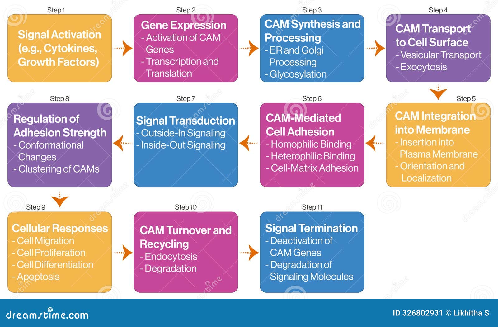 Detailed Flowchart Of Ion Channel Signaling Pathways On White ...