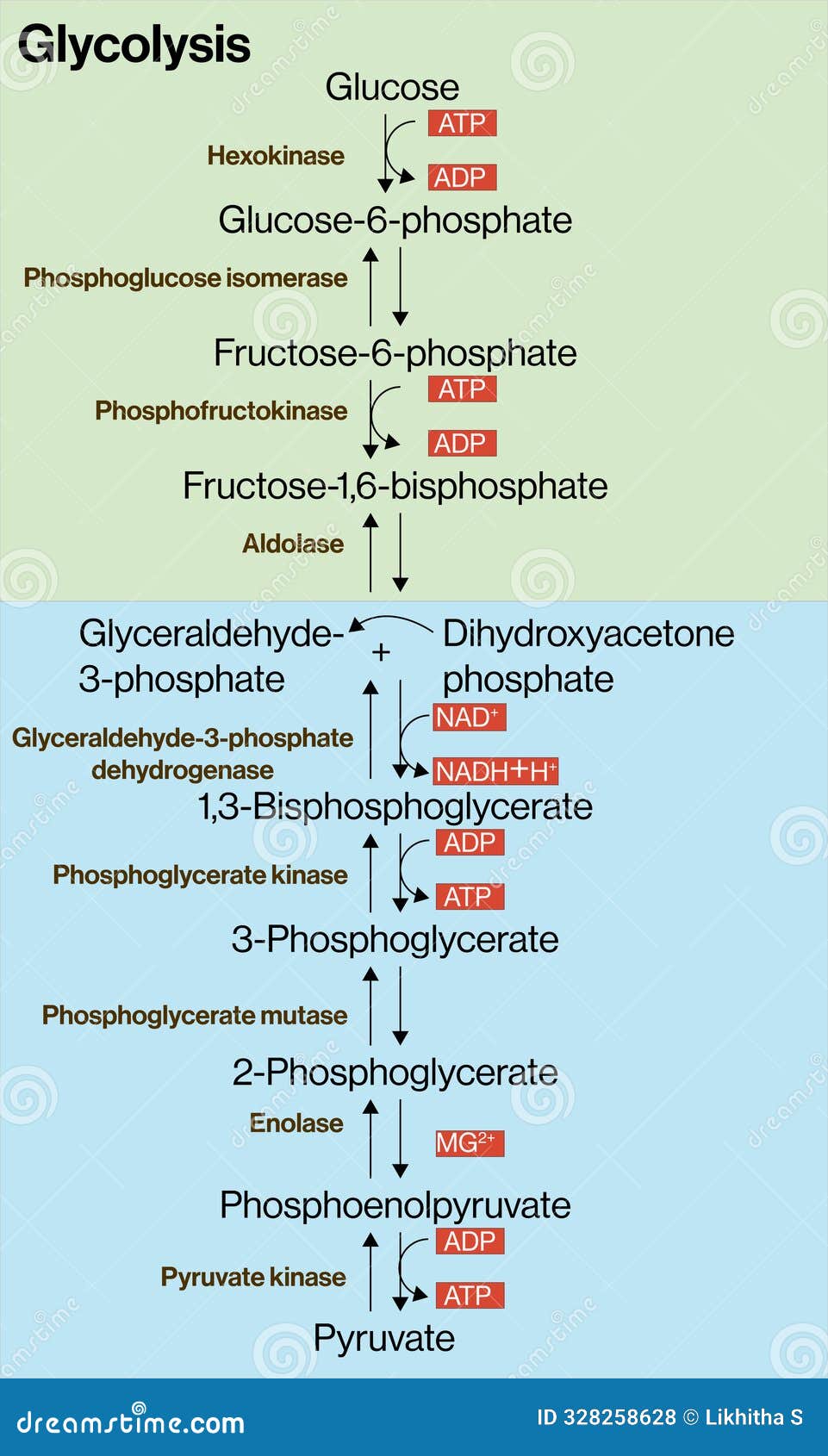 Detailed Vector Illustration of Glycolysis Metabolic Pathway on White ... Detailed Vector Illustration of Glycolysis Metabolic Pathway on White ...