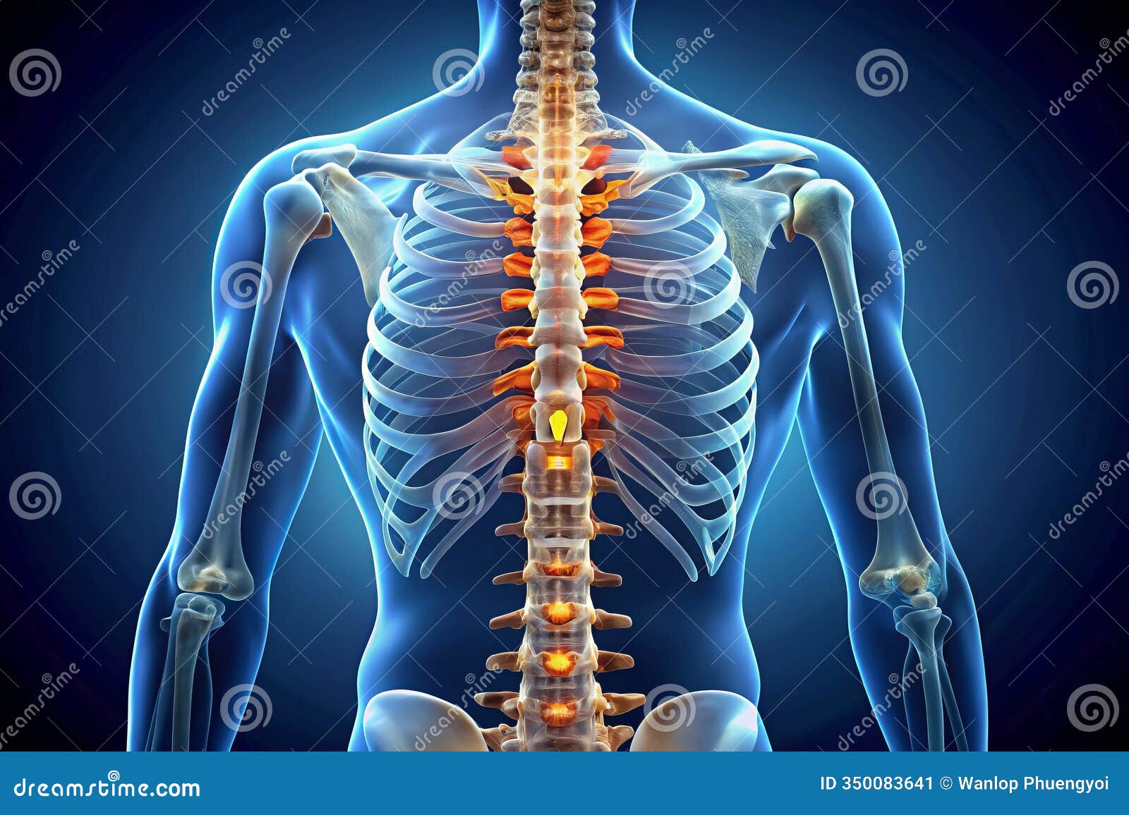 Detailed Vertebral Column Anatomy Illustration Ligaments Discs and ... Detailed Vertebral Column Anatomy Illustration Ligaments Discs and ...