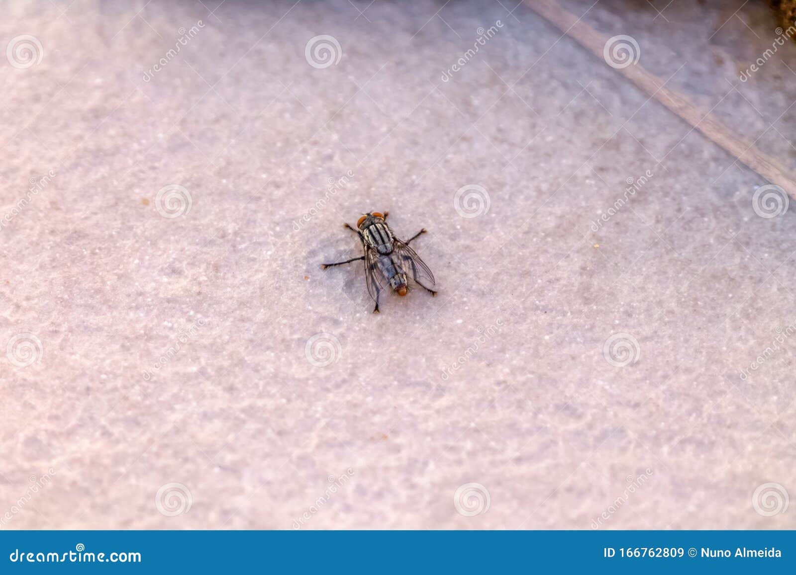 Detailed View of a Black Fly Perched on Ceramic Floor Stock Image ...