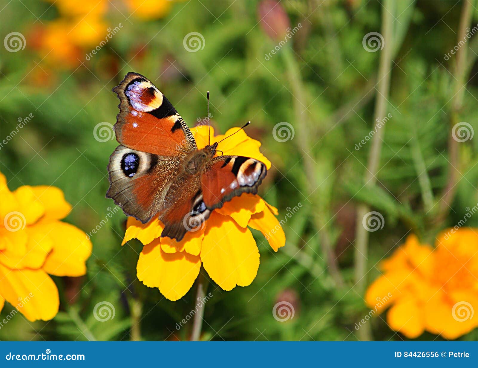 Detailed View of the Butterfly Stock Photo - Image of butterfly, head ...