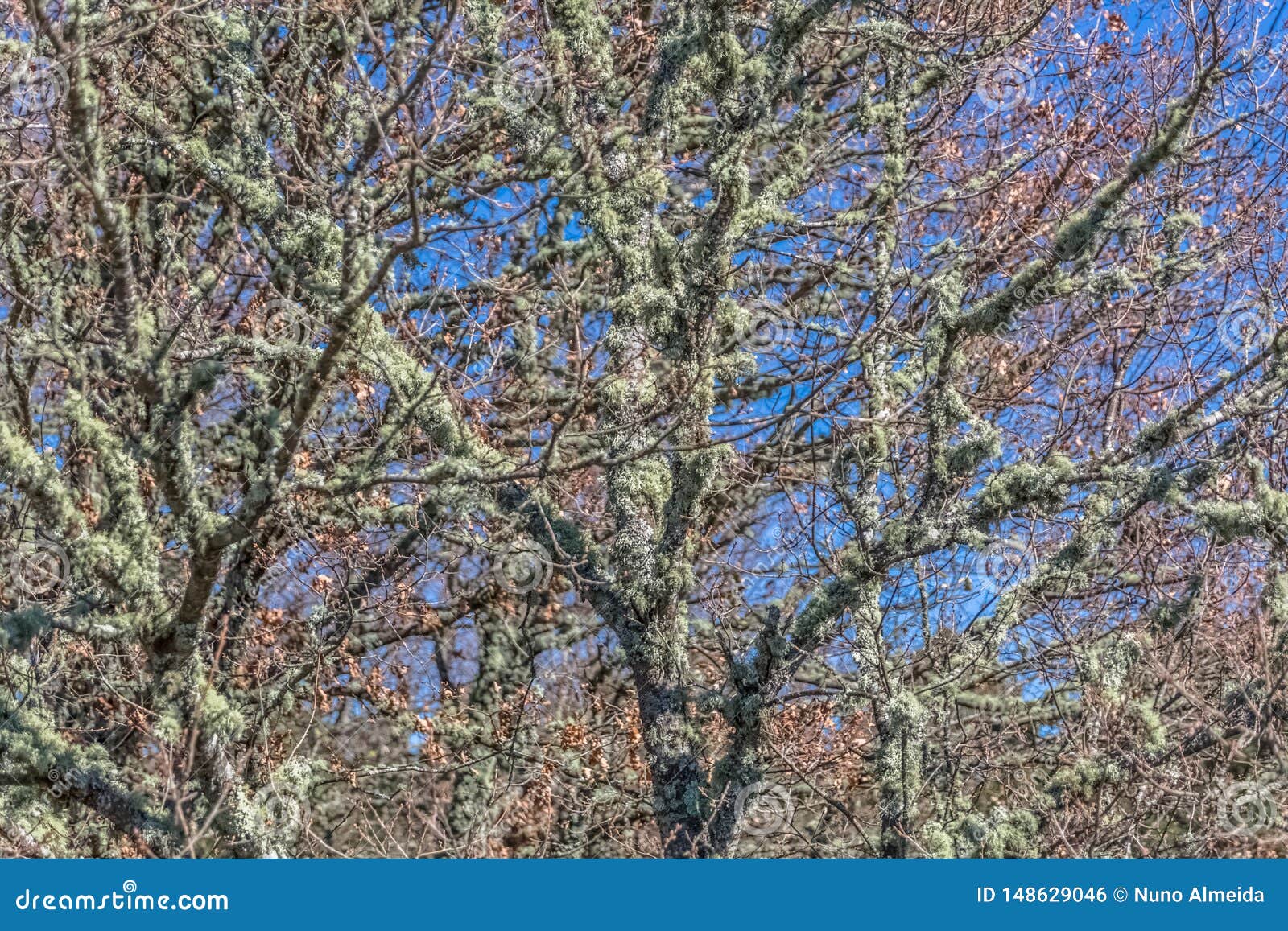 Detailed View of the Central Part of an Oak, Structural Pull and Twigs ...
