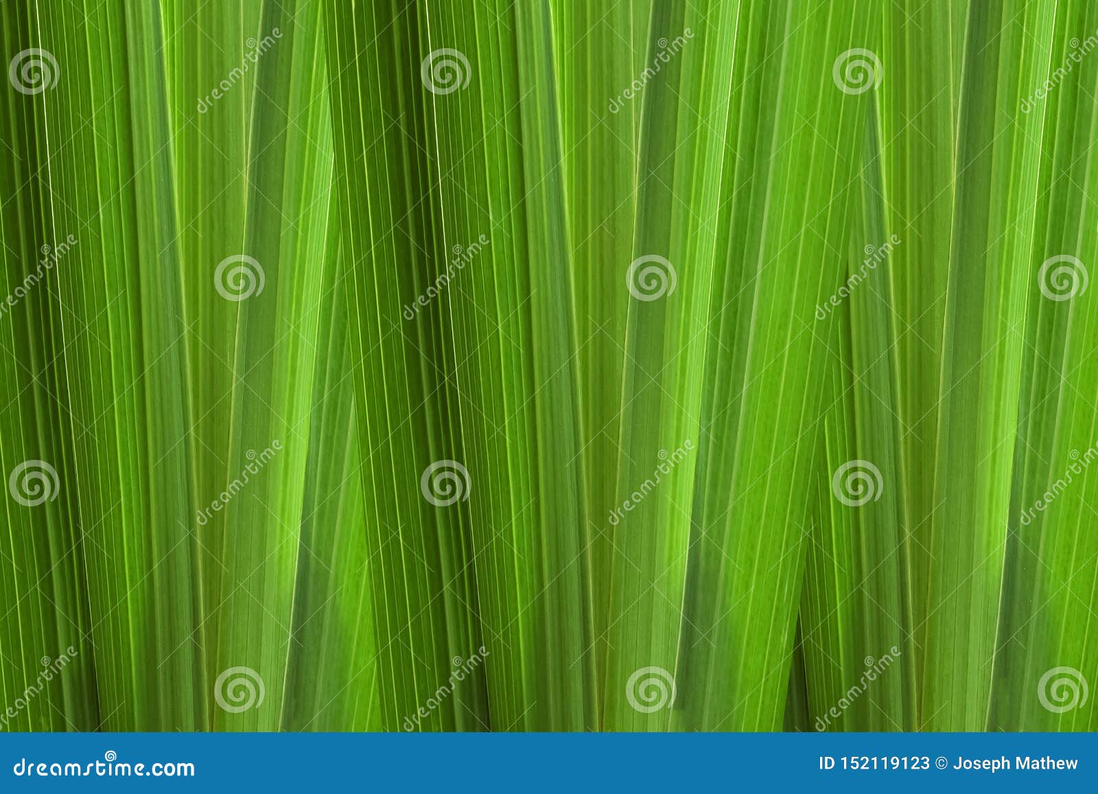Detailed View of the Corn Leaf Texture Stock Image - Image of ...