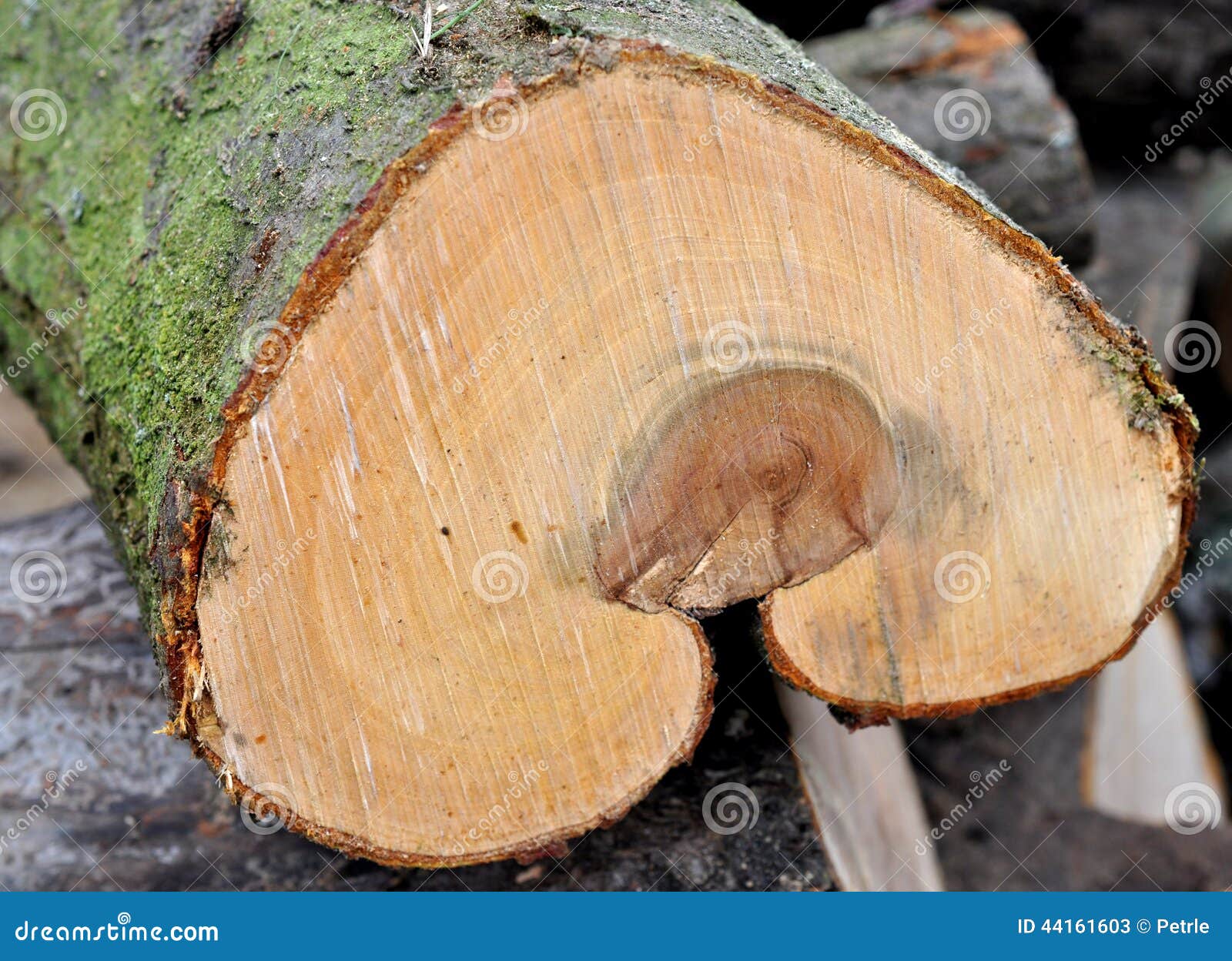 Detailed View of a Dissected Tree Stock Image - Image of fuel, tree ...
