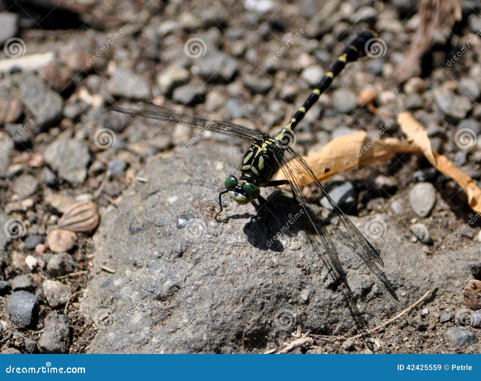 Detailed View of a Dragonfly Stock Image - Image of detailed, dragonfly ...