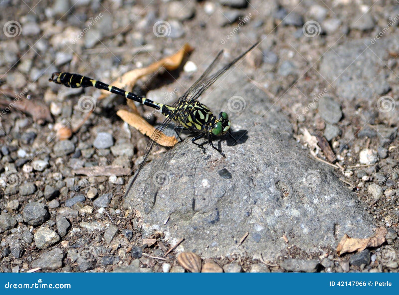 Detailed View of a Dragonfly Stock Photo - Image of wild, wing: 42147966