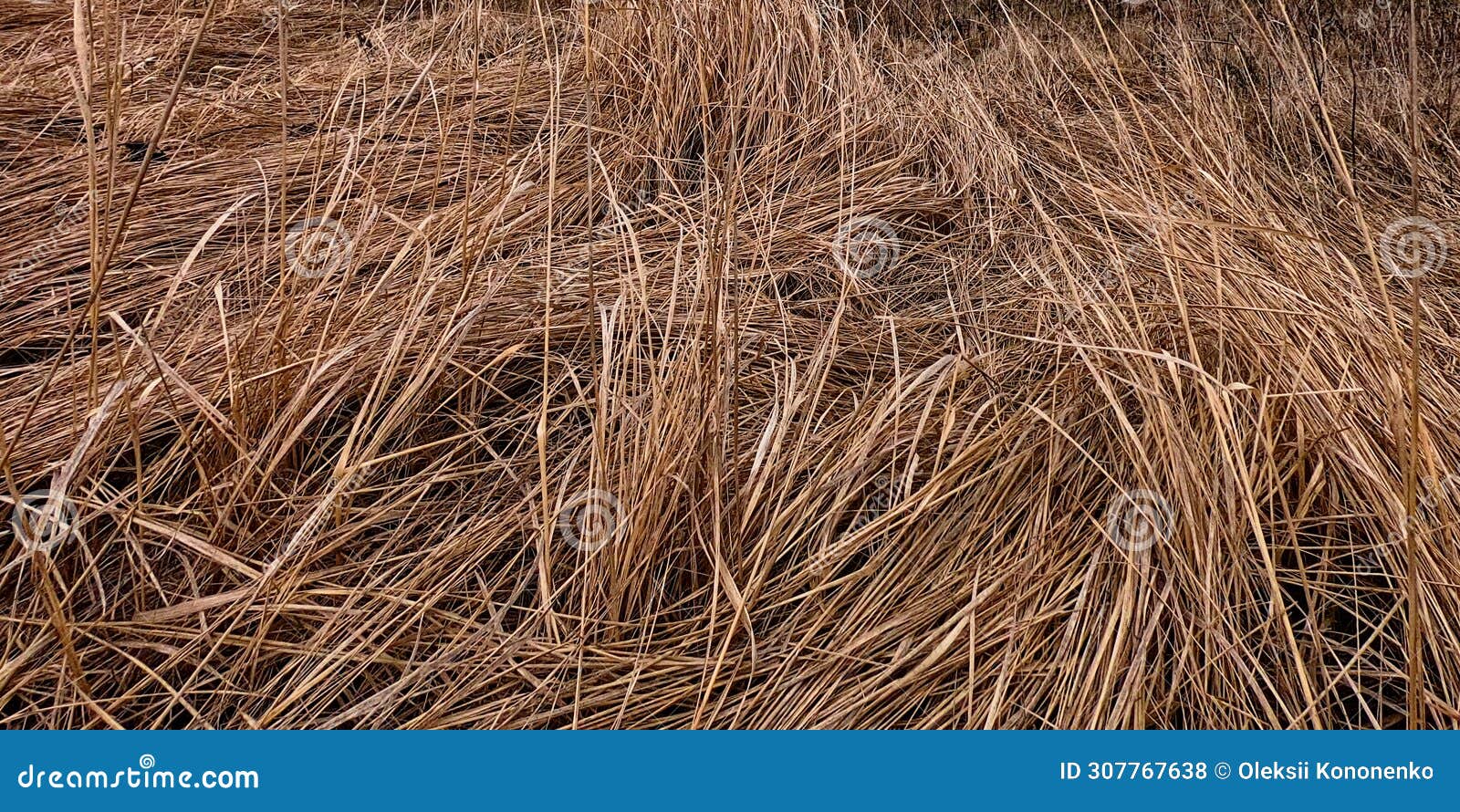 A Detailed View of Dried Grass, Showcasing the Texture and Pattern ...