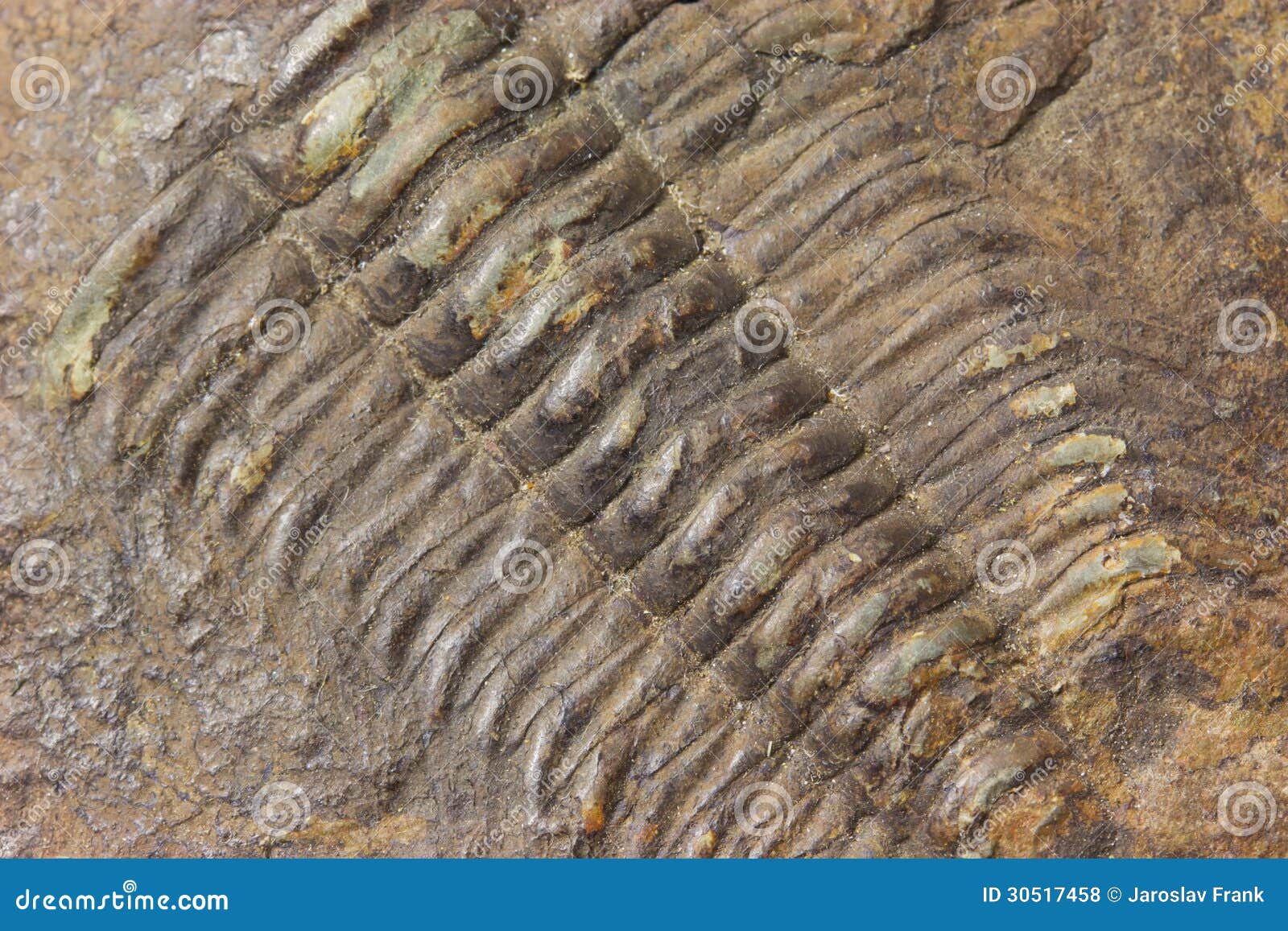 Detailed View of Exploration of Trilobite Stock Photo - Image of ...