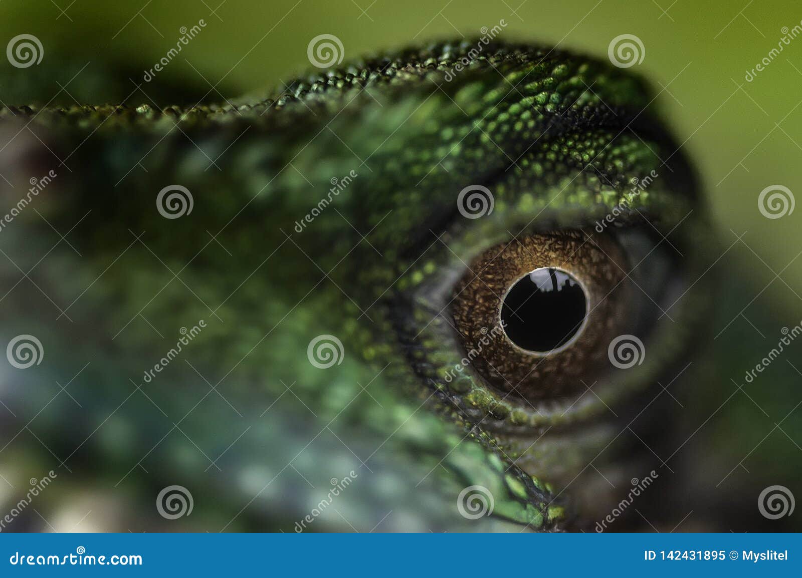 Detailed View of the Eye Lizard Stock Image - Image of creature, dragon ...