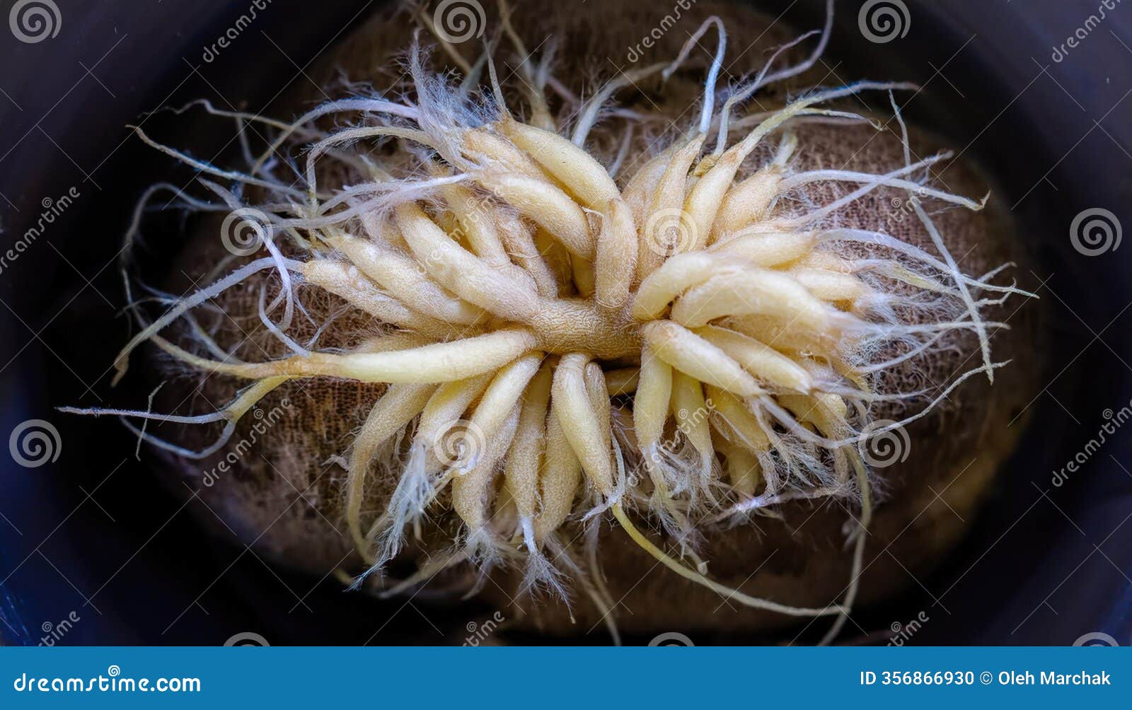 Detailed View of a Firefly Root System Showcasing the Growth of Sweet ...