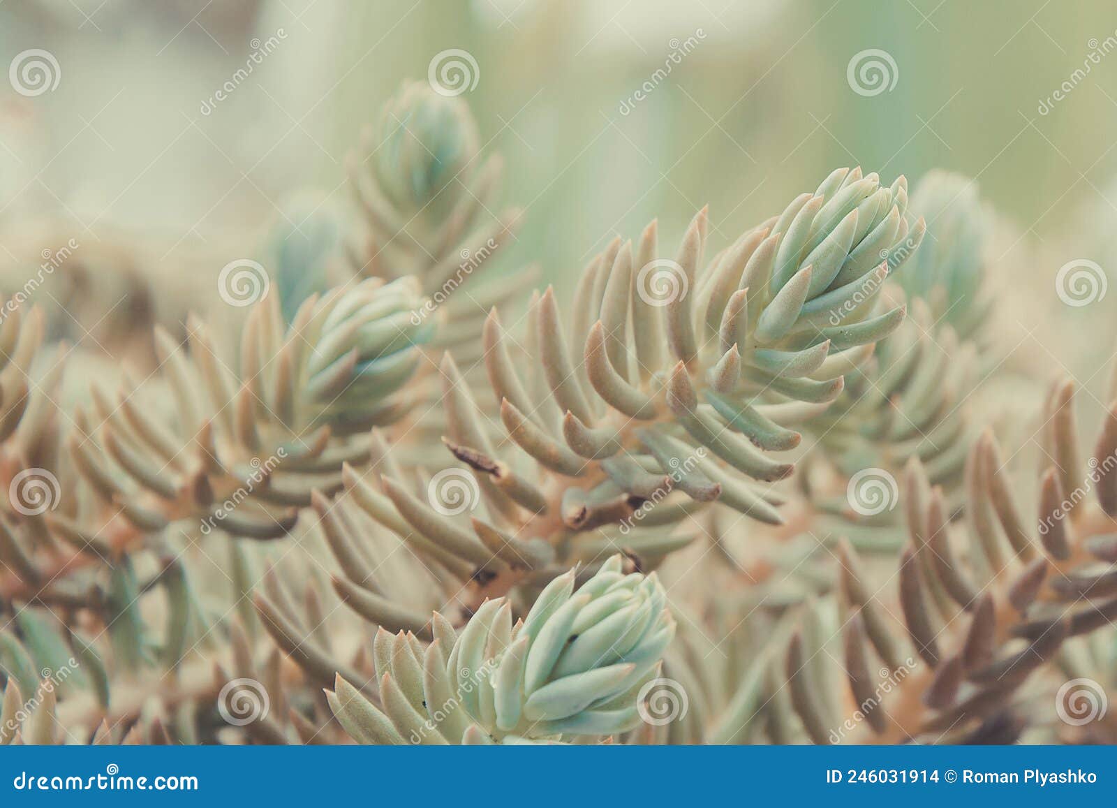 Detailed View of a Forest Plant. Green Thorns of Grass Stock Photo ...