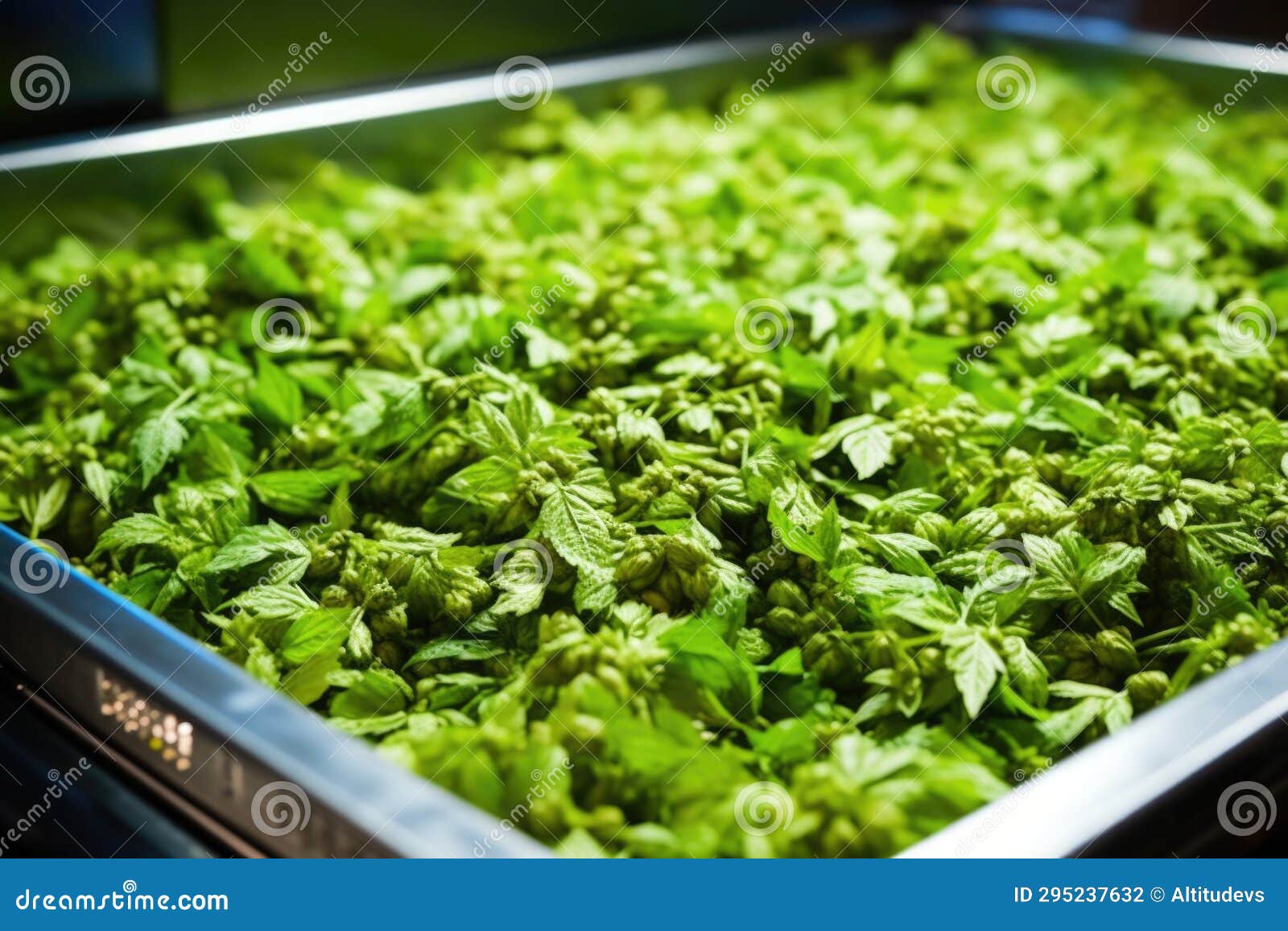 Detailed View of Hops Used in Porter Brewing Stock Photo - Image of ...