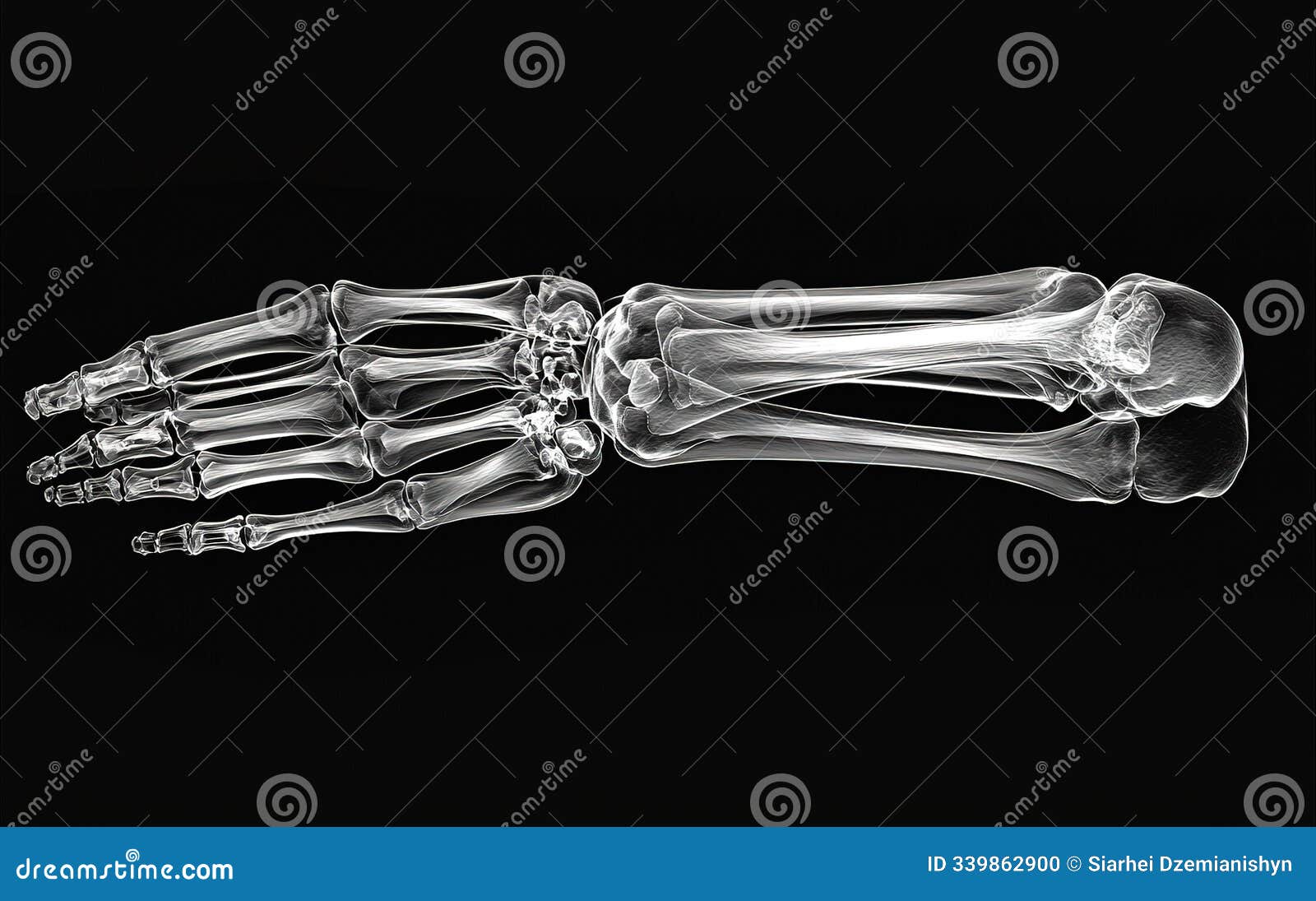 Detailed View Of A Human Skeleton Hand And Forearm Structure On A Black ...