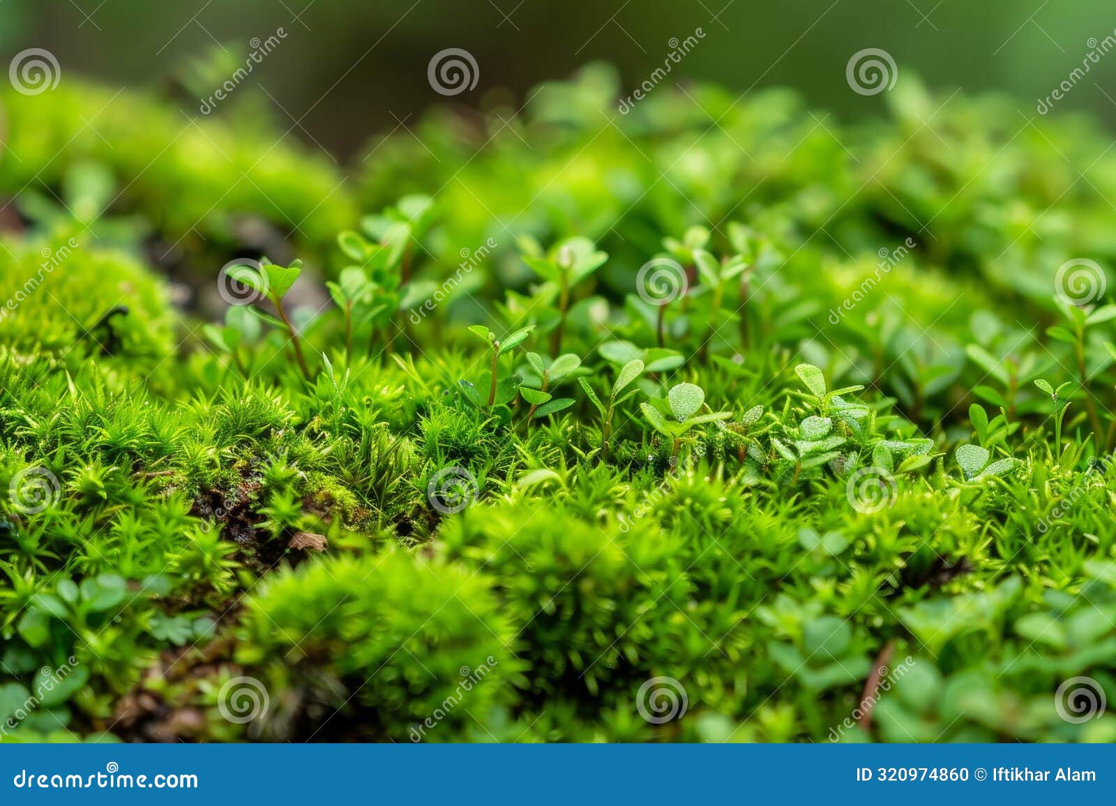 Detailed View of Layers of Green Moss Creating a Textured Surface with ...