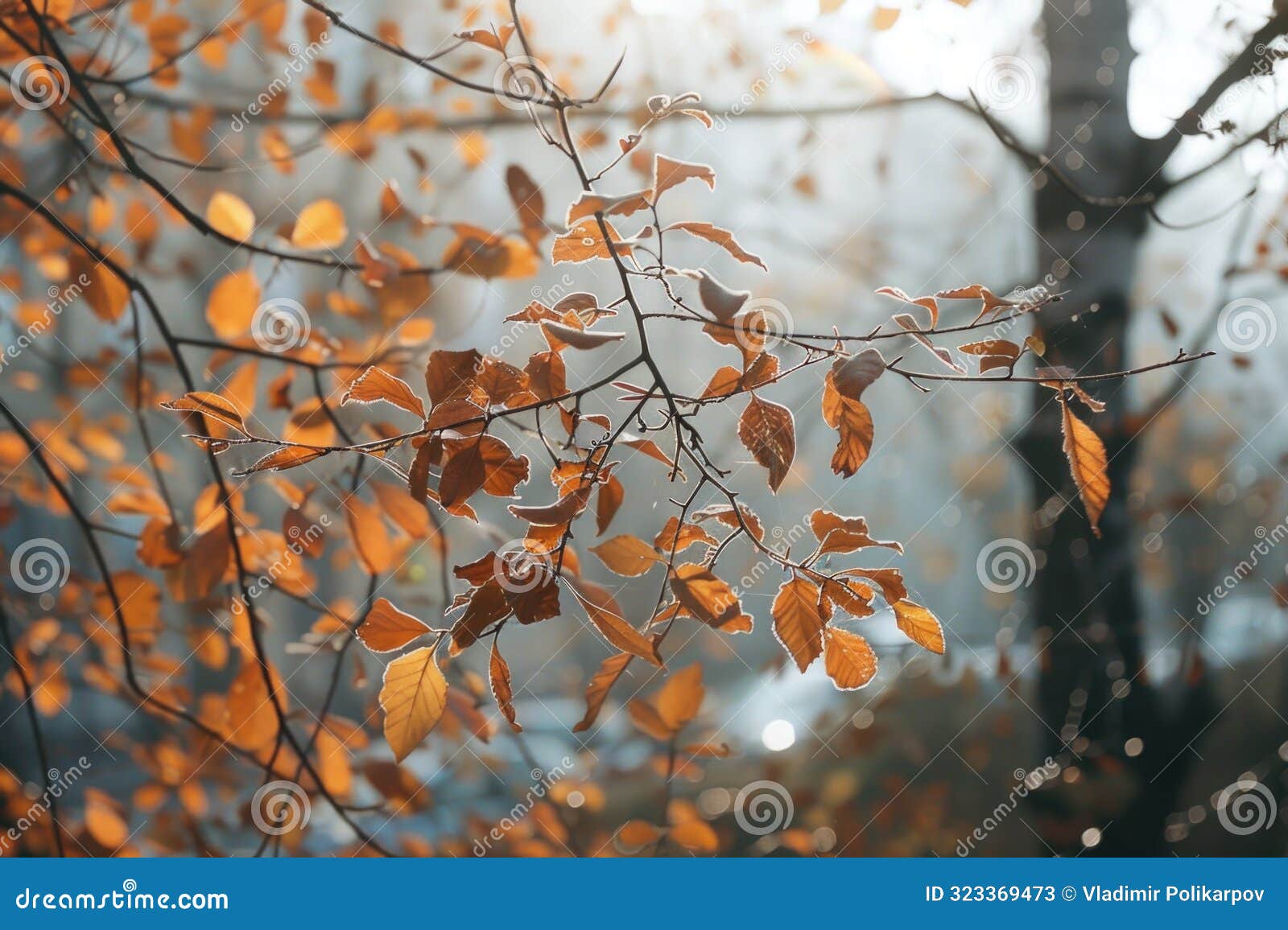 Detailed View of Leaf Patterns on a Tree Branch Stock Illustration ...
