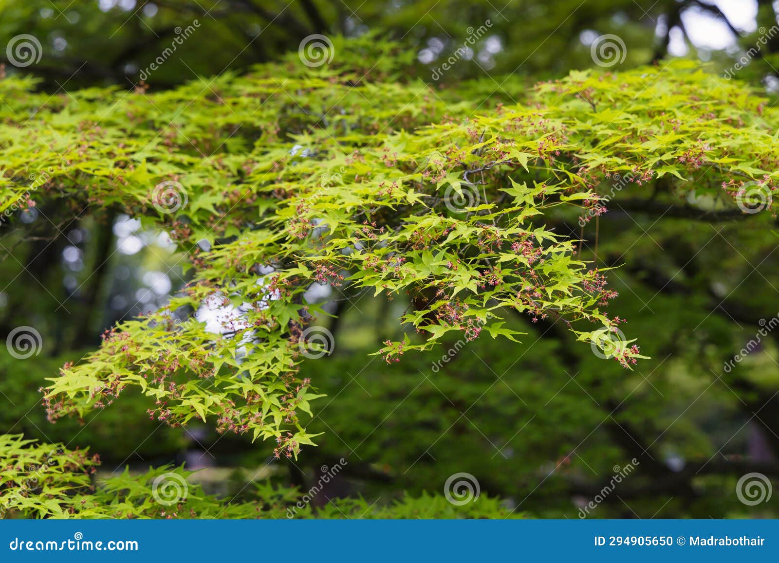 Detailed View of a Maple Tree with Branches, Leaves and Flowers Stock ...
