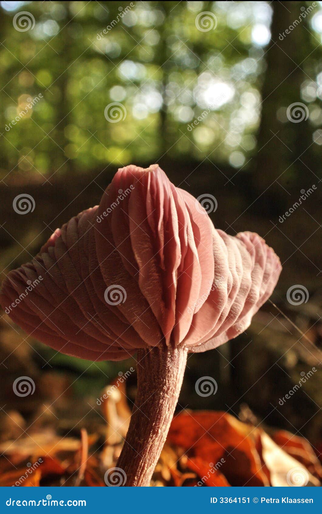 Detailed View of a Mushroom Stock Image - Image of damp, grows: 3364151