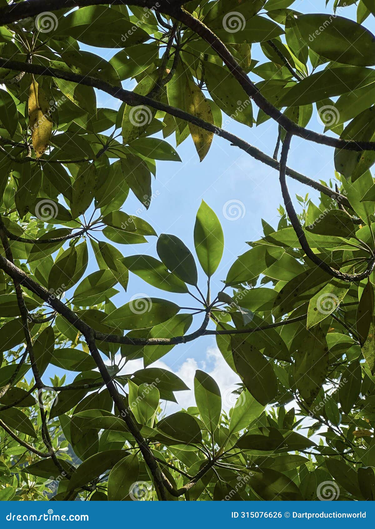 Leafy Canopy Pattern stock photo. Image of leafy, botany - 315076626