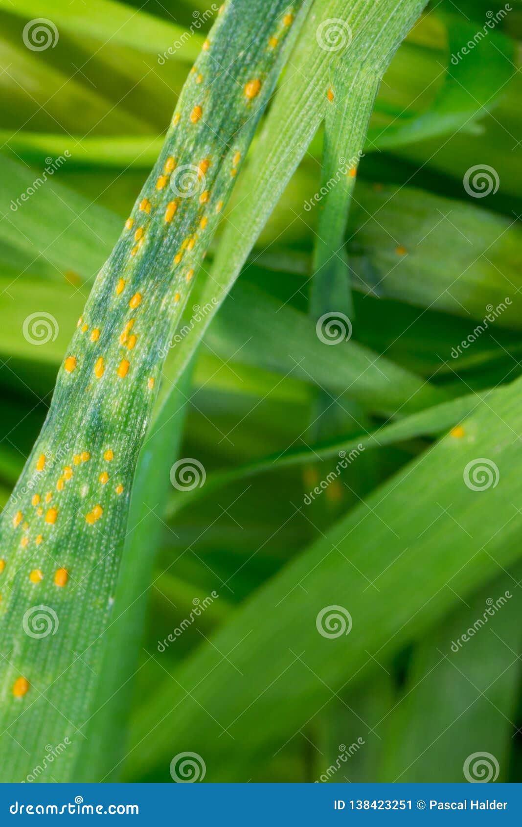 Detailed View Natural Wheat Leaf Rust Disease Infestation Stock Image ...