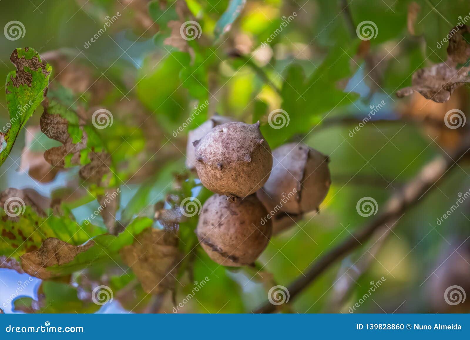 Galls On A Tree Branch Caused By An Insect Stock Image | CartoonDealer ...