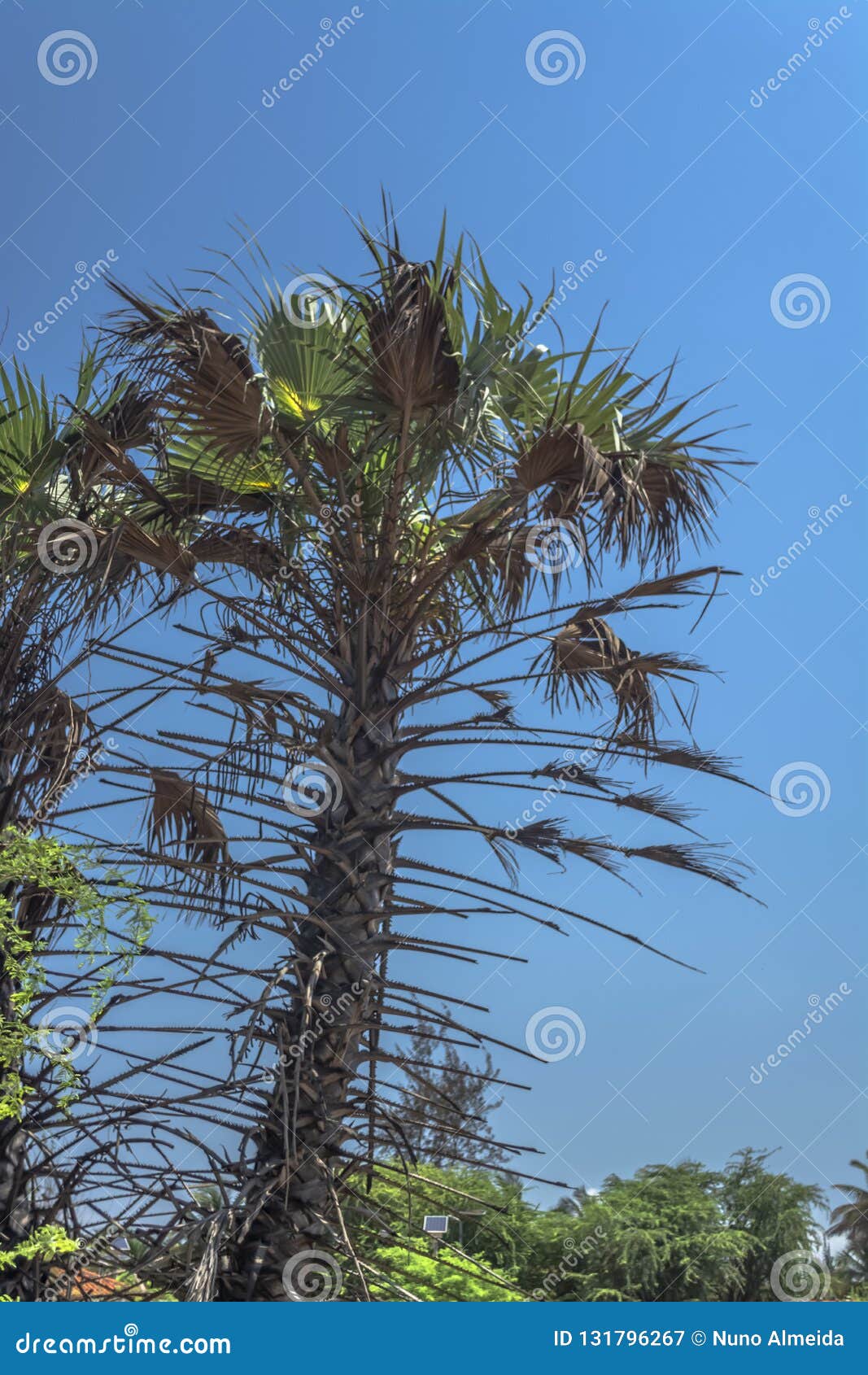 Detailed View of Palm Tree on the Island of Mussulo, Luanda, Angola ...