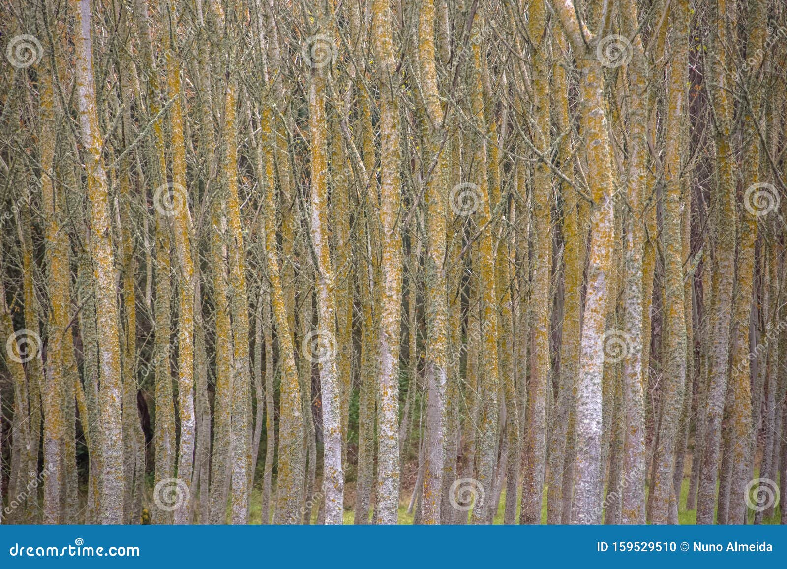 Detailed View of the Parallel Trees in the Middle at the Woods, Typical ...
