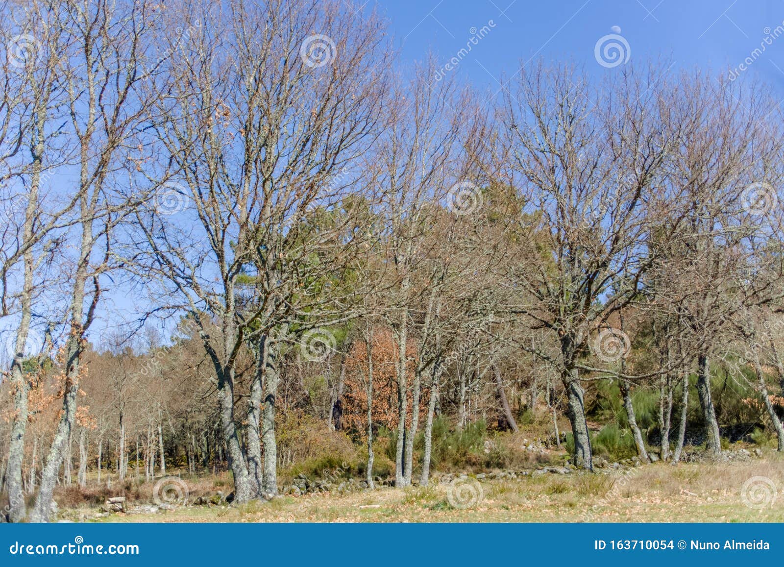 Detailed View of the Parallel Trees in the Middle at the Woods, Typical ...