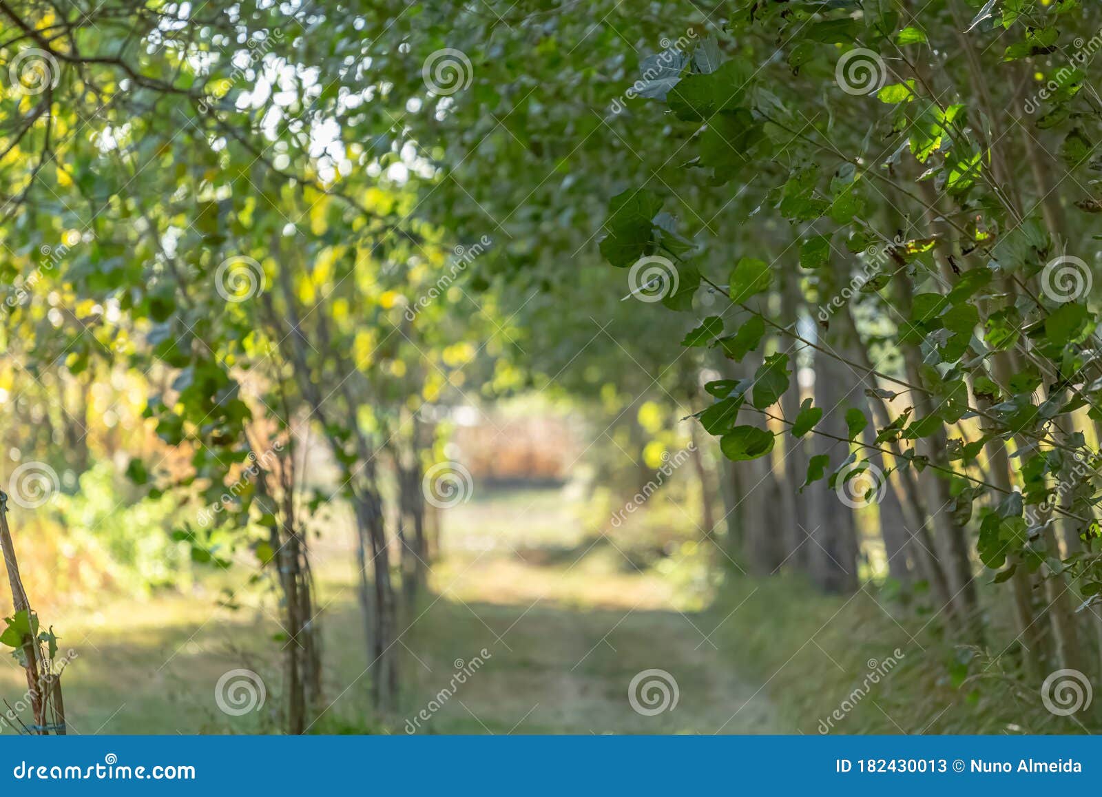 Detailed View of the Parallel Trees, Path in the Middle on the Herbs ...