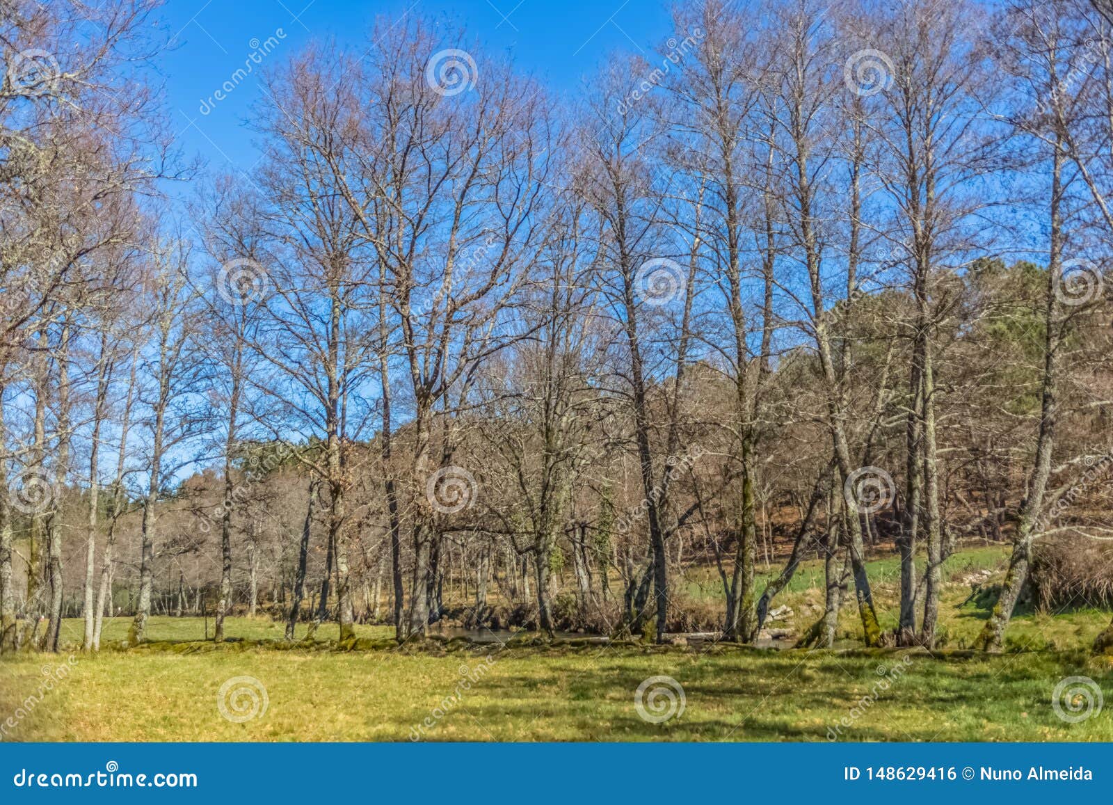 Detailed View of the Parallel Trees, Path in the Middle on the Herbs ...