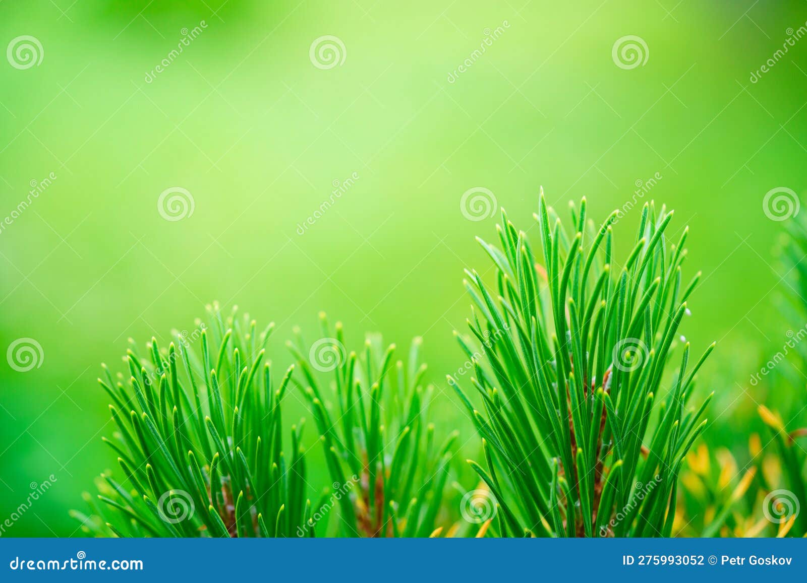 Detailed view of a Pine stock photo. Image of tree, cone - 275993052