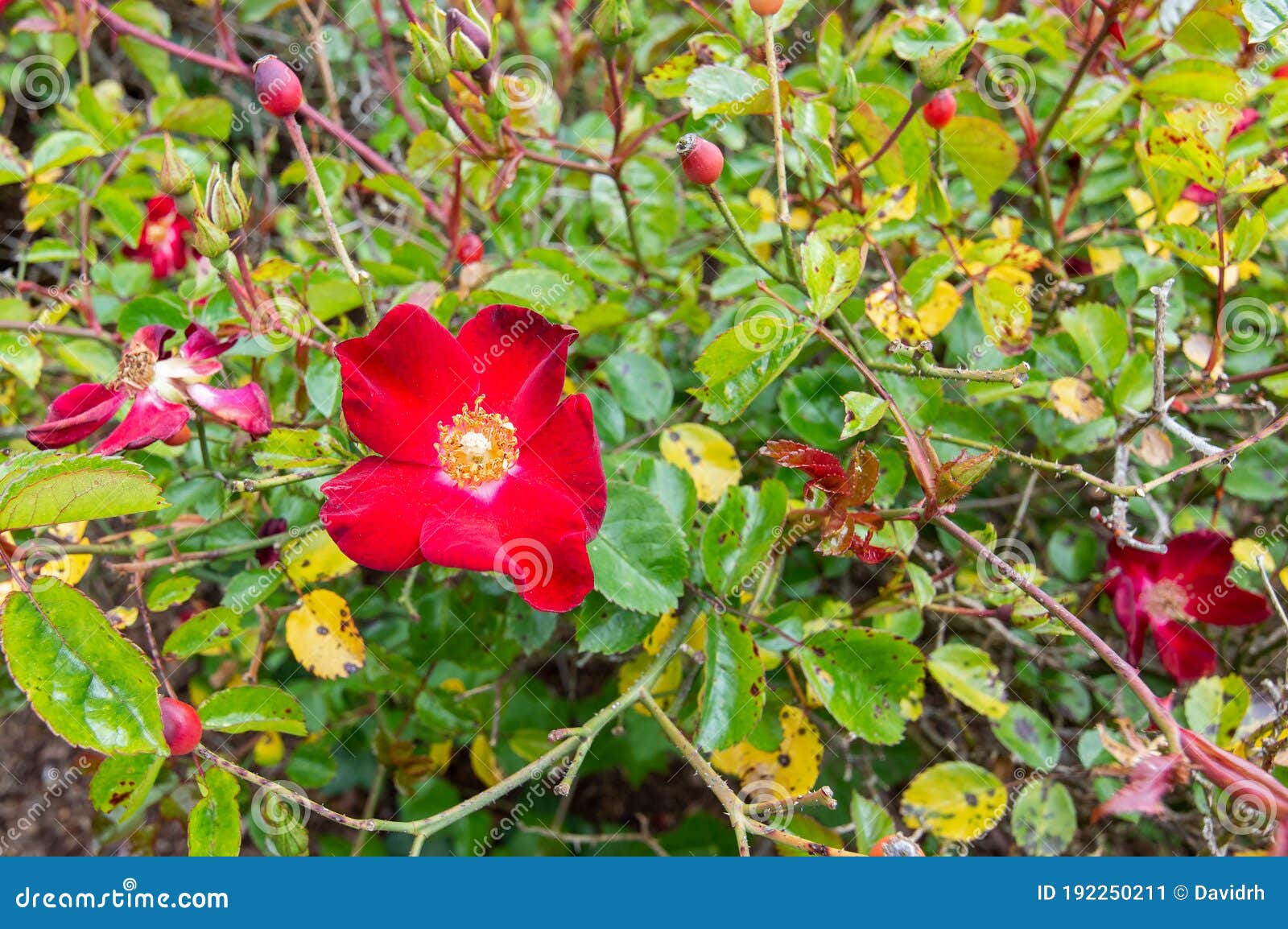Detailed View of a Red Wild Rose Stock Image - Image of beauty ...
