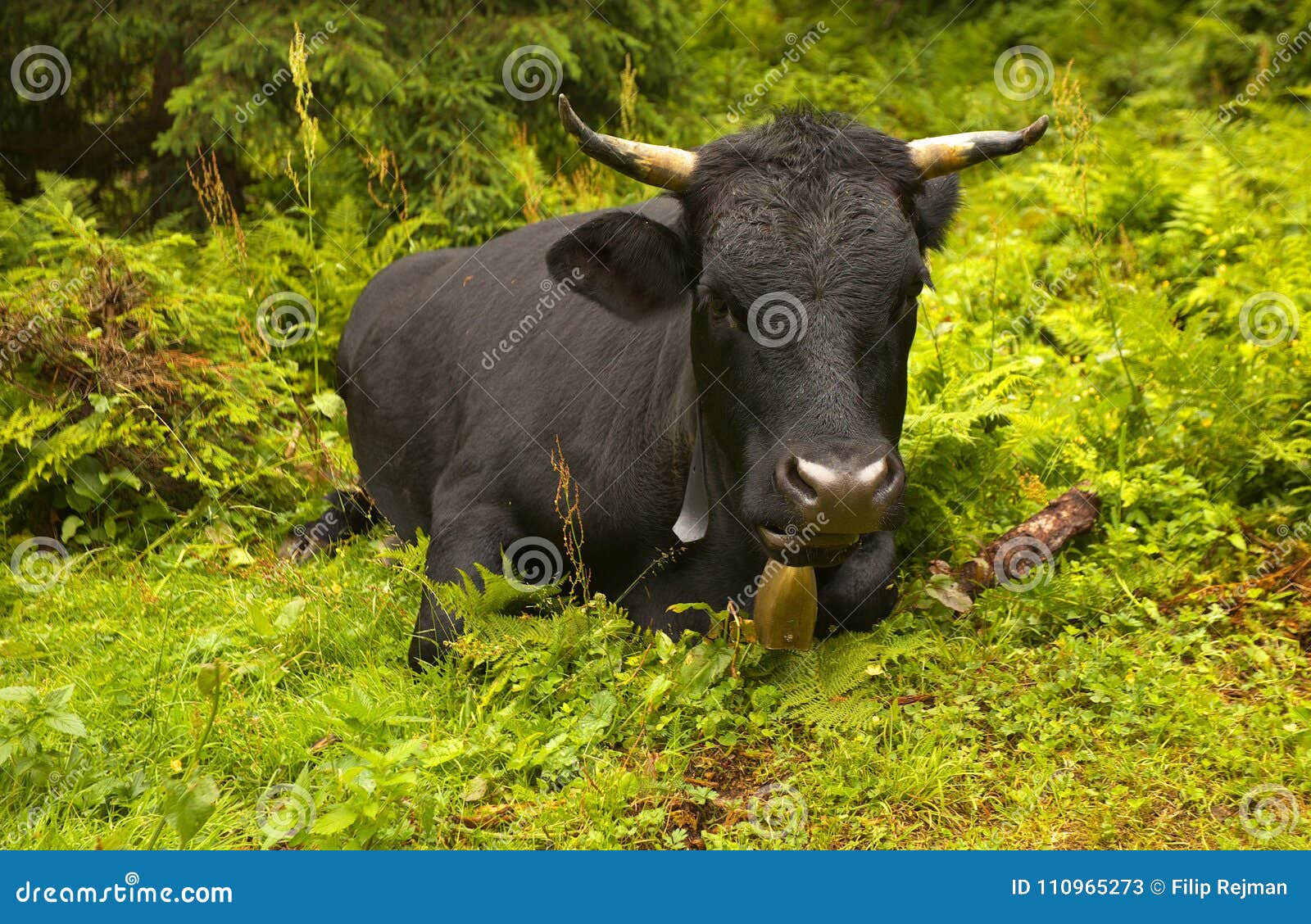 View of a Resting Black Caw Stock Image - Image of zoological, view ...