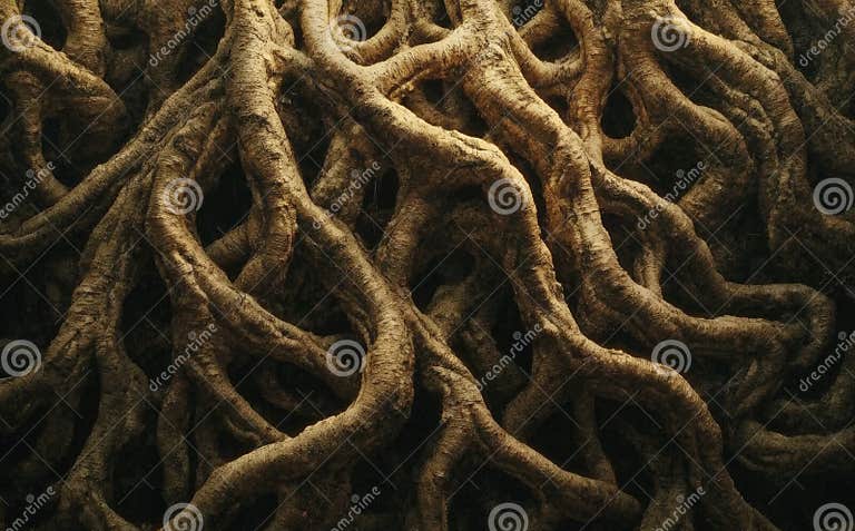 Detailed View of the Root Network, Revealing Its Complex Structure ...