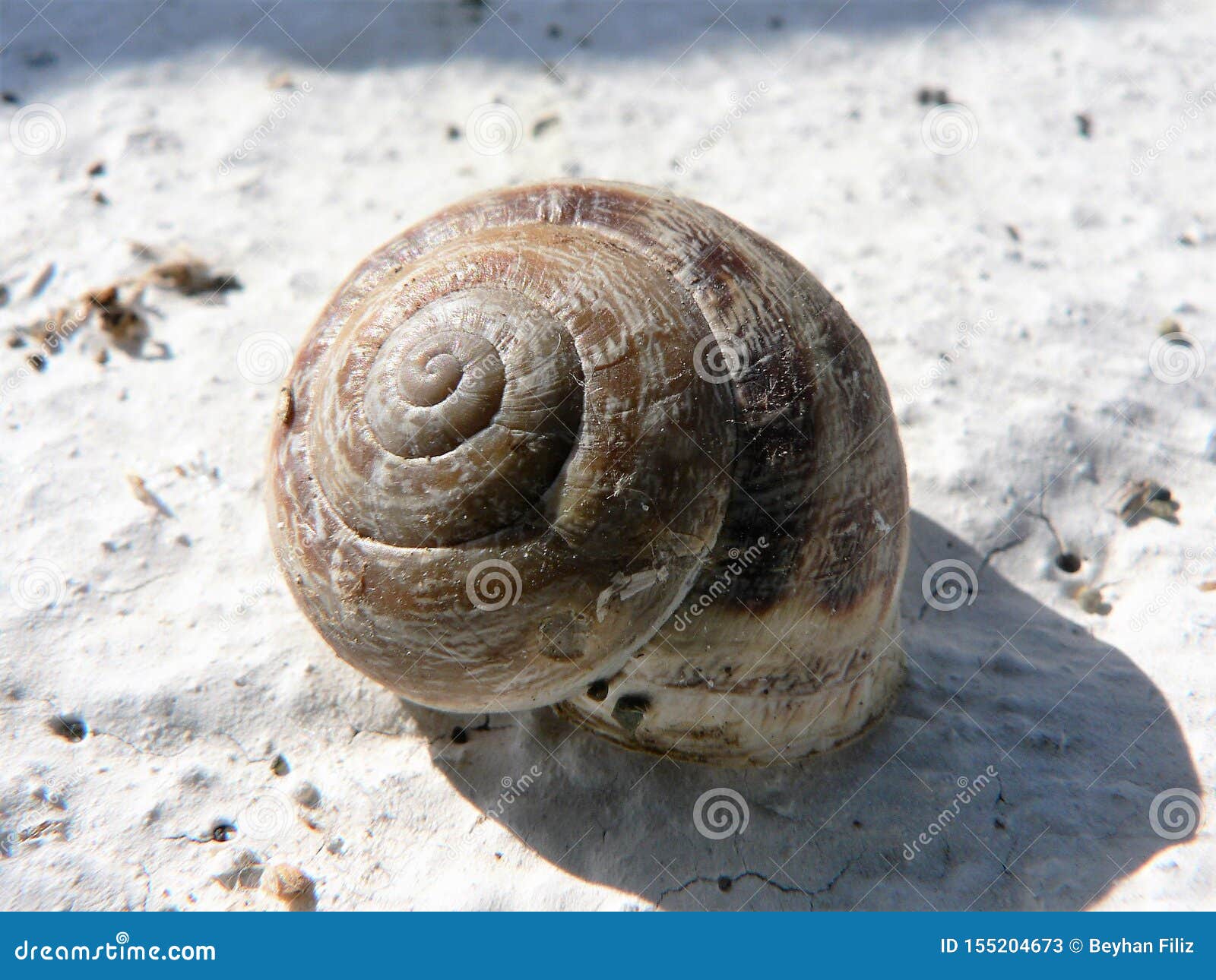 Close-up View of Snail Shell. Stock Image - Image of animal, pattern ...