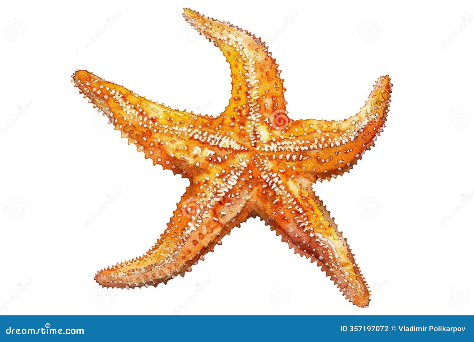 A Detailed View of a Starfish on a Plain White Background, Great for ...