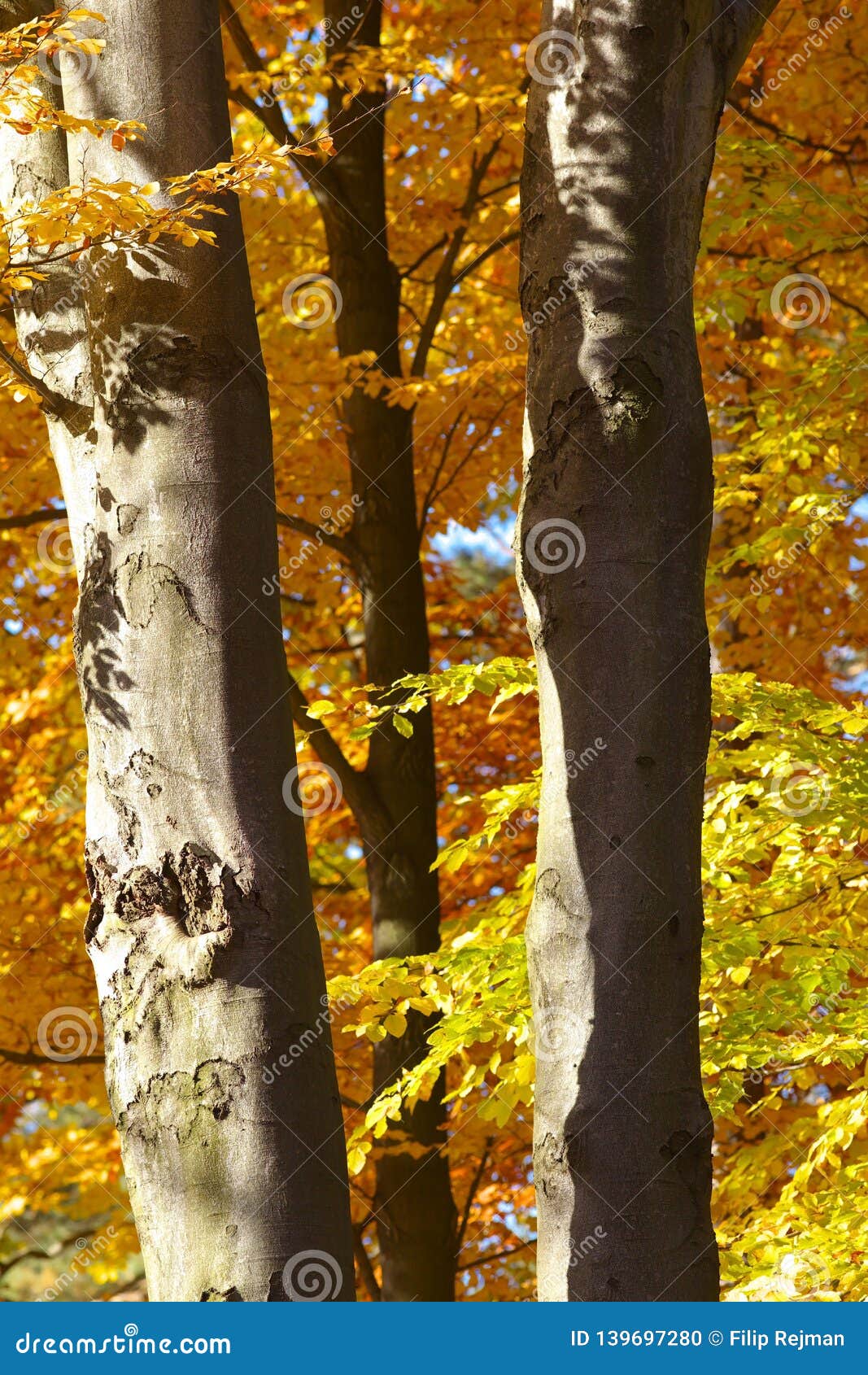 View of Stems of Beech Trees in the Fall Stock Photo - Image of color ...