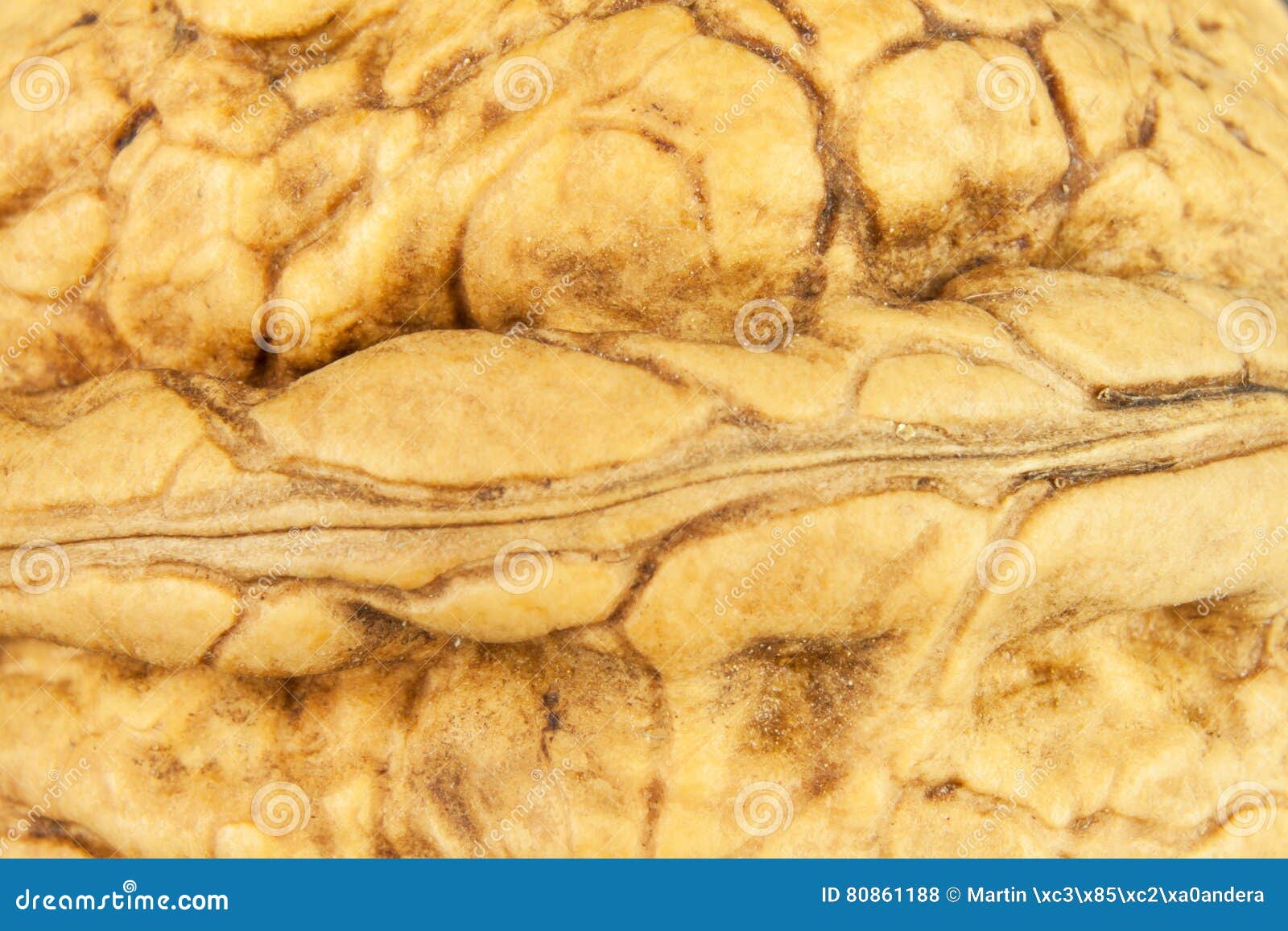 Detailed View of the Structure of the Shell of a Walnut. Super Foods ... Detailed View of the Structure of the Shell of a Walnut. Super Foods ...