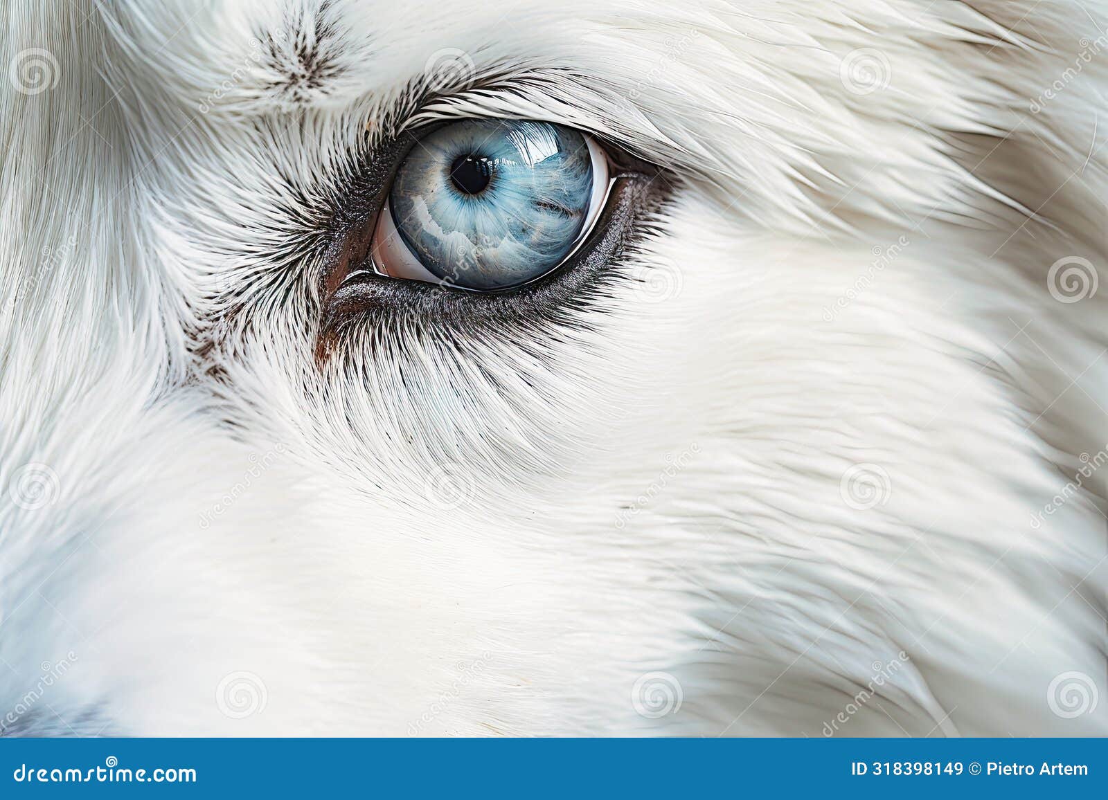 A Detailed View of a White Dogs Eye, Showcasing the Intricate Patterns ...