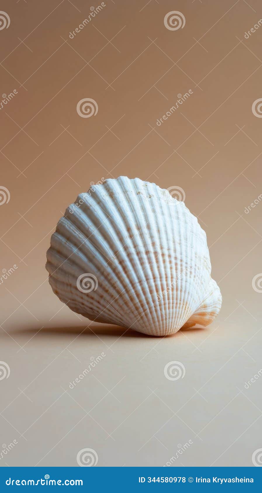 A Detailed View of a White Scallop Shell on a Soft Neutral Background ...