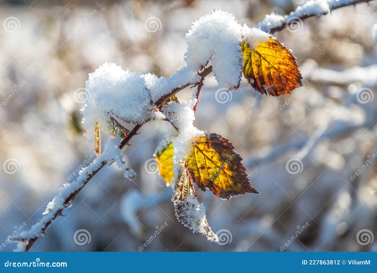 Detailed View of Winter Landscape with Snowy Leaf Stock Photo - Image ...