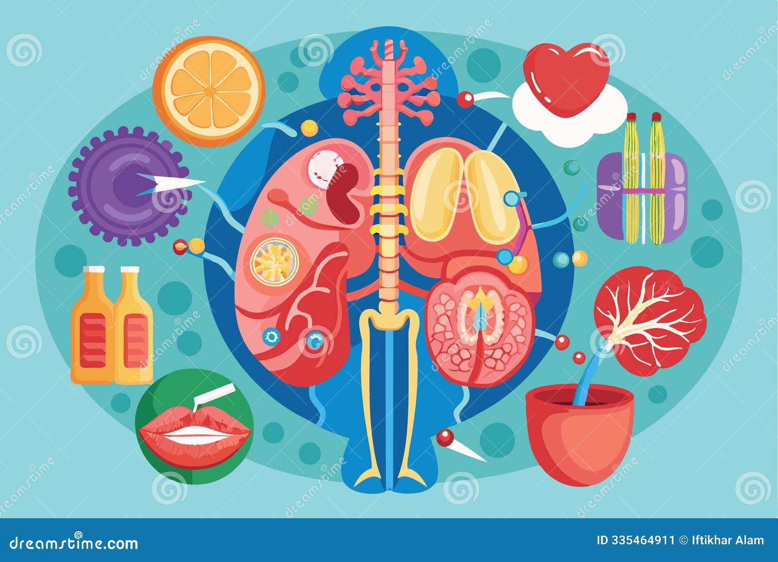Detailed Visual Representation of Internal Organs and Their Structures ...