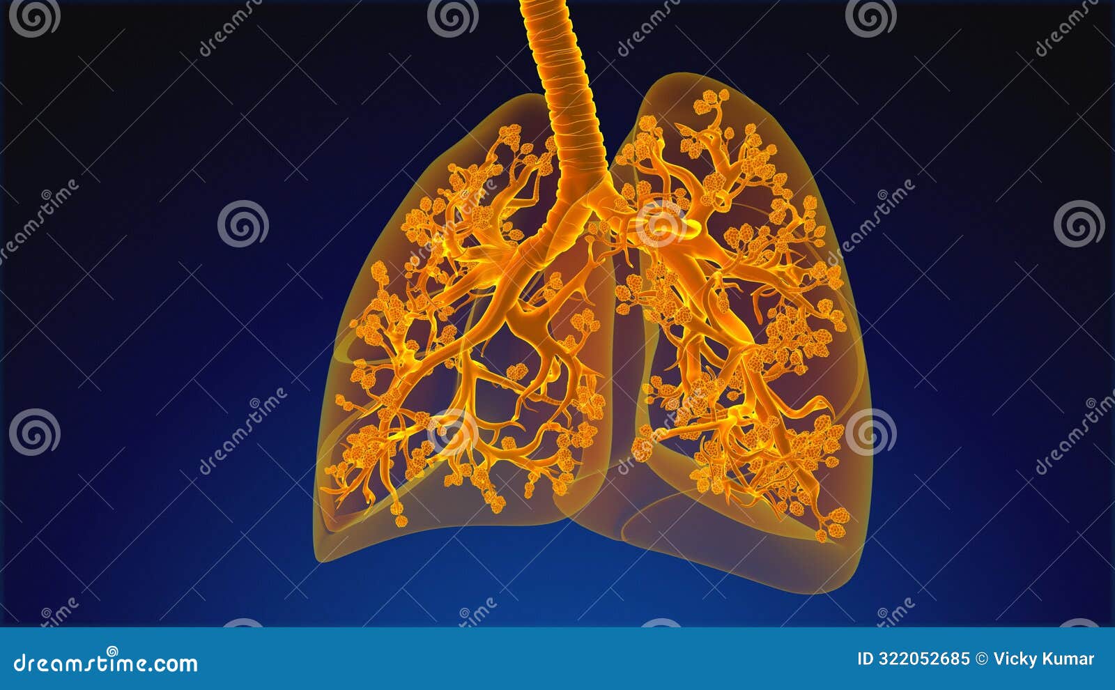 X-ray View of Human Lung Respiratory System Stock Illustration ...