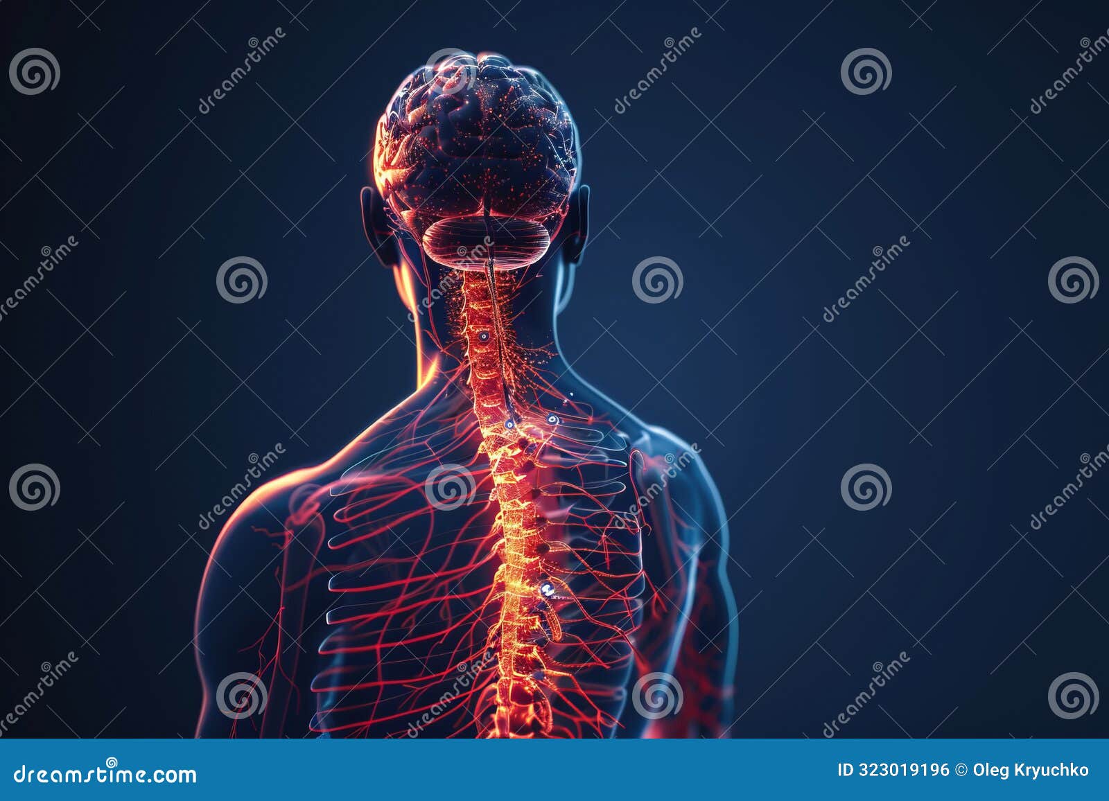 Human Nervous System, Rear View of Nerve Pathways Glowing. Futuristic ...