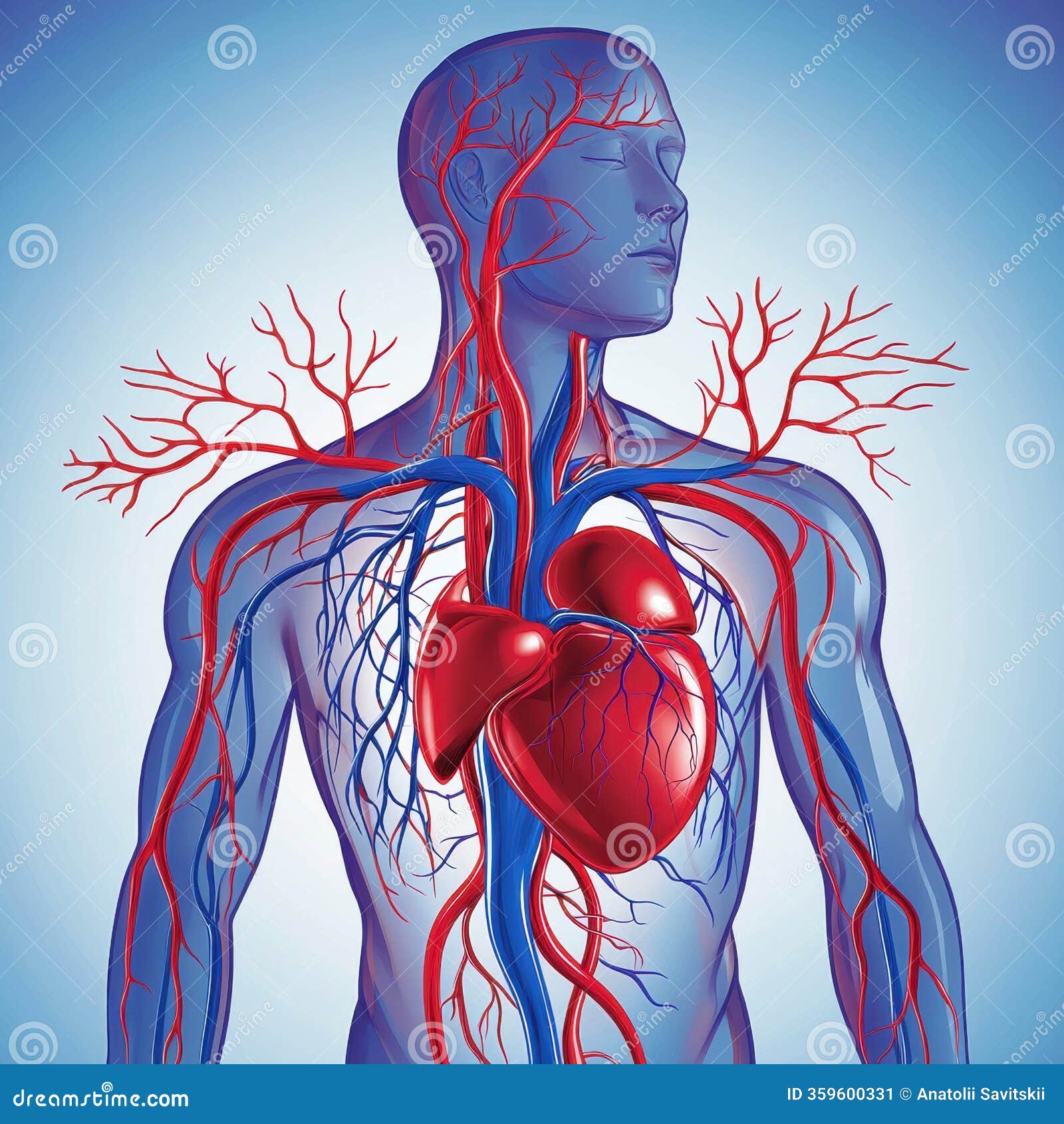 Vivid Anatomical Representation Of The Human Circulatory System With ...