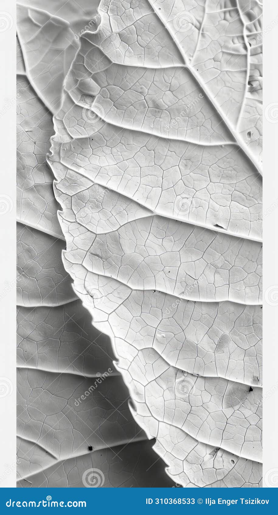 Detailed White Leaf Skeleton Texture Background for Design Projects and ...