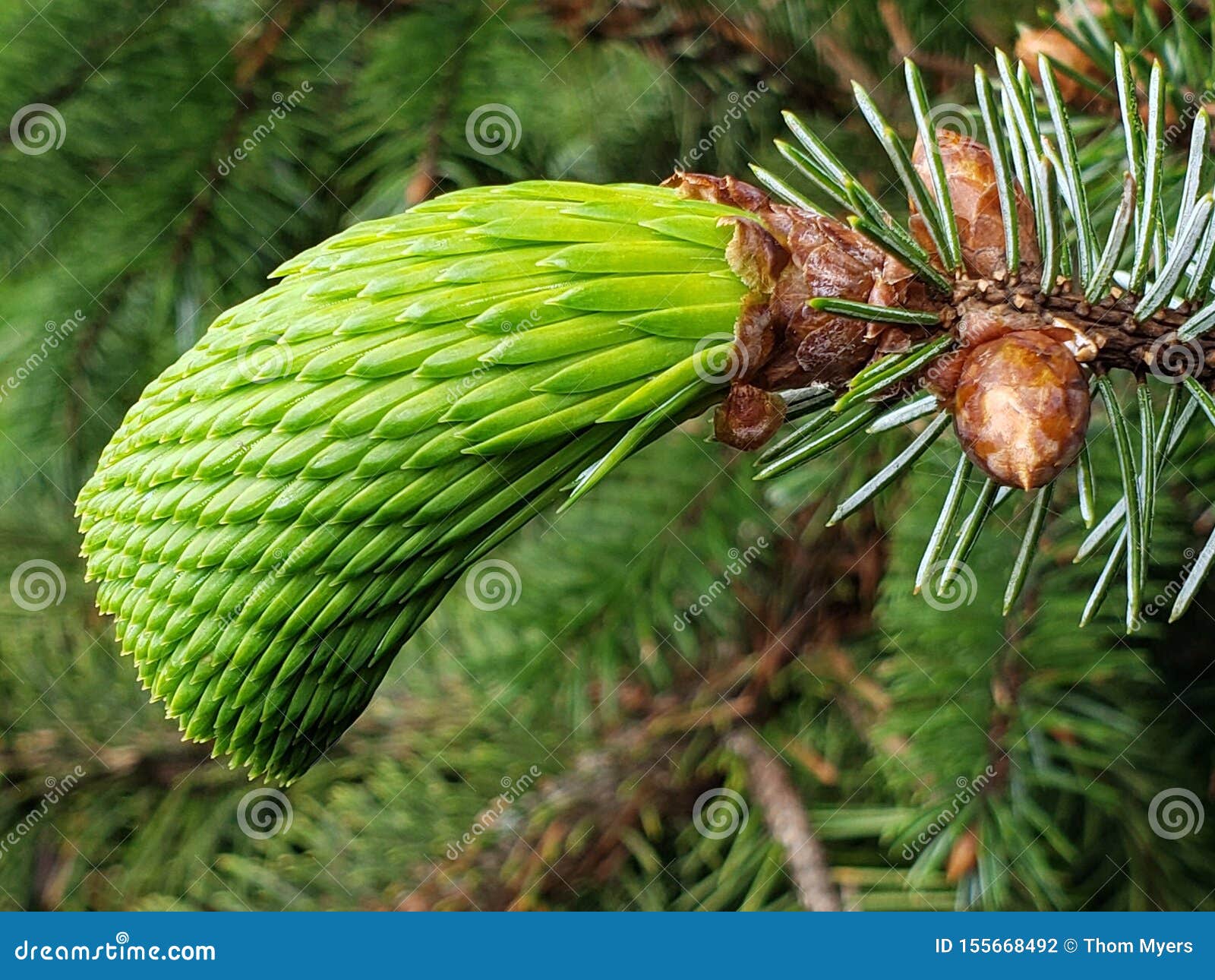 Detailed young cones stock photo. Image of evergreen - 155668492