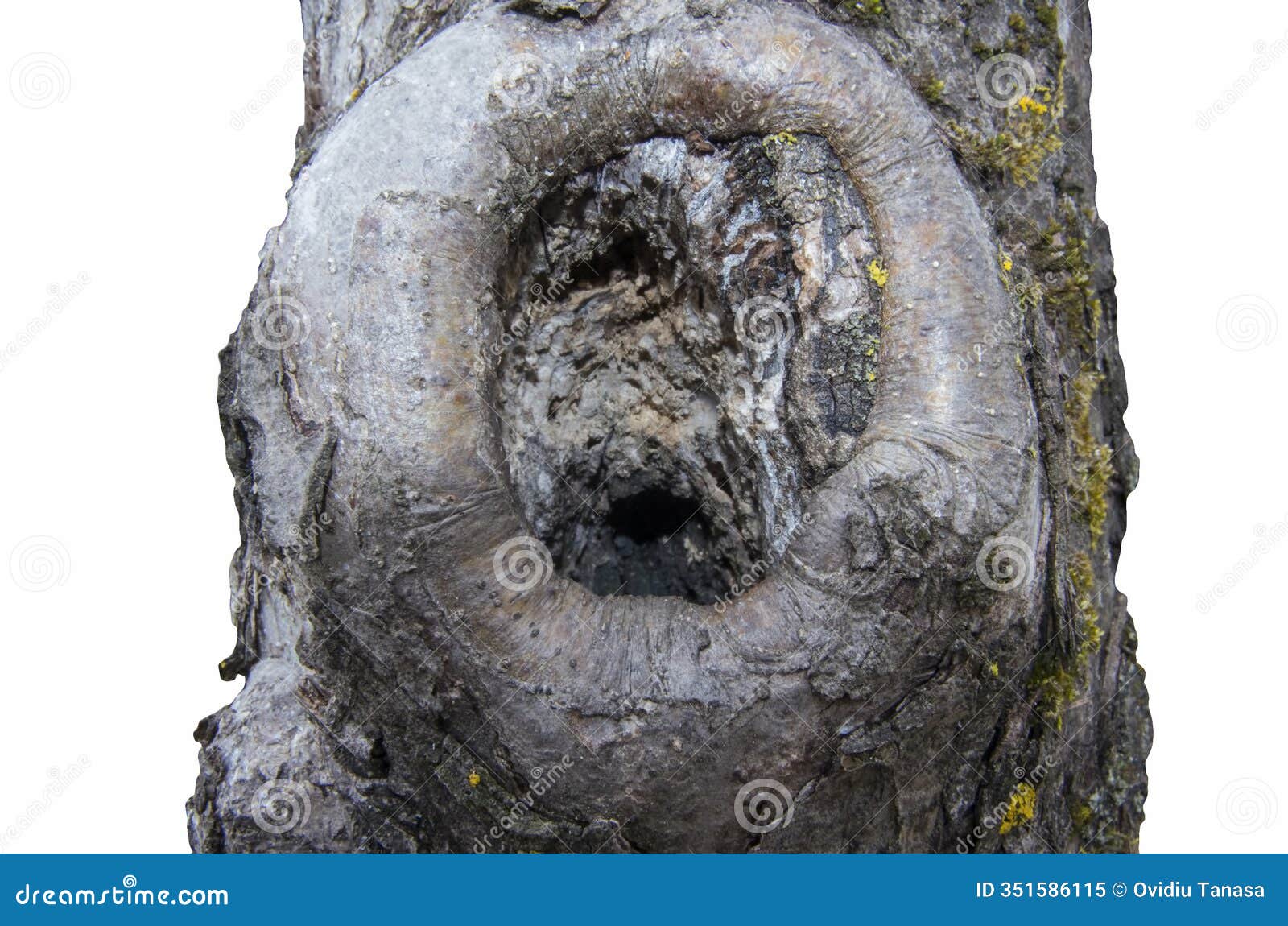 Detailen Eye of Tree Isolated on White Stock Image - Image of pattern ...